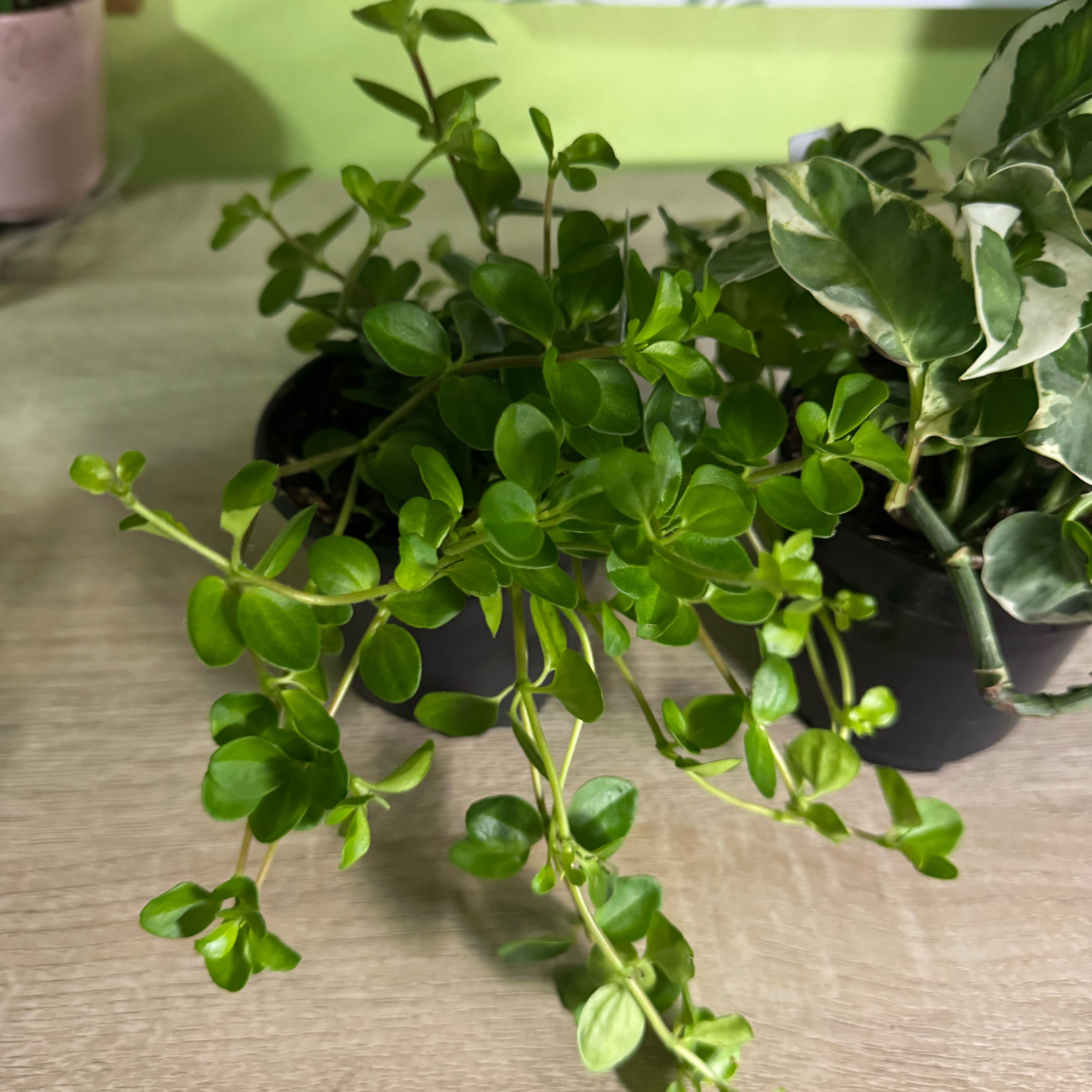 Peperomia Jitterbug Plant Care: Water, Light, Nutrients | Greg App 🌱