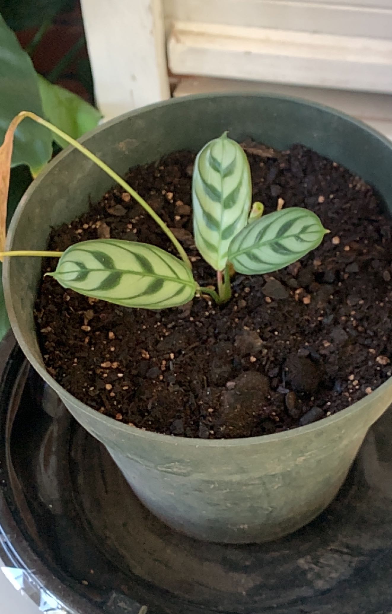 🐞 What Are The Bugs on My Fishbone Prayer Plant?
