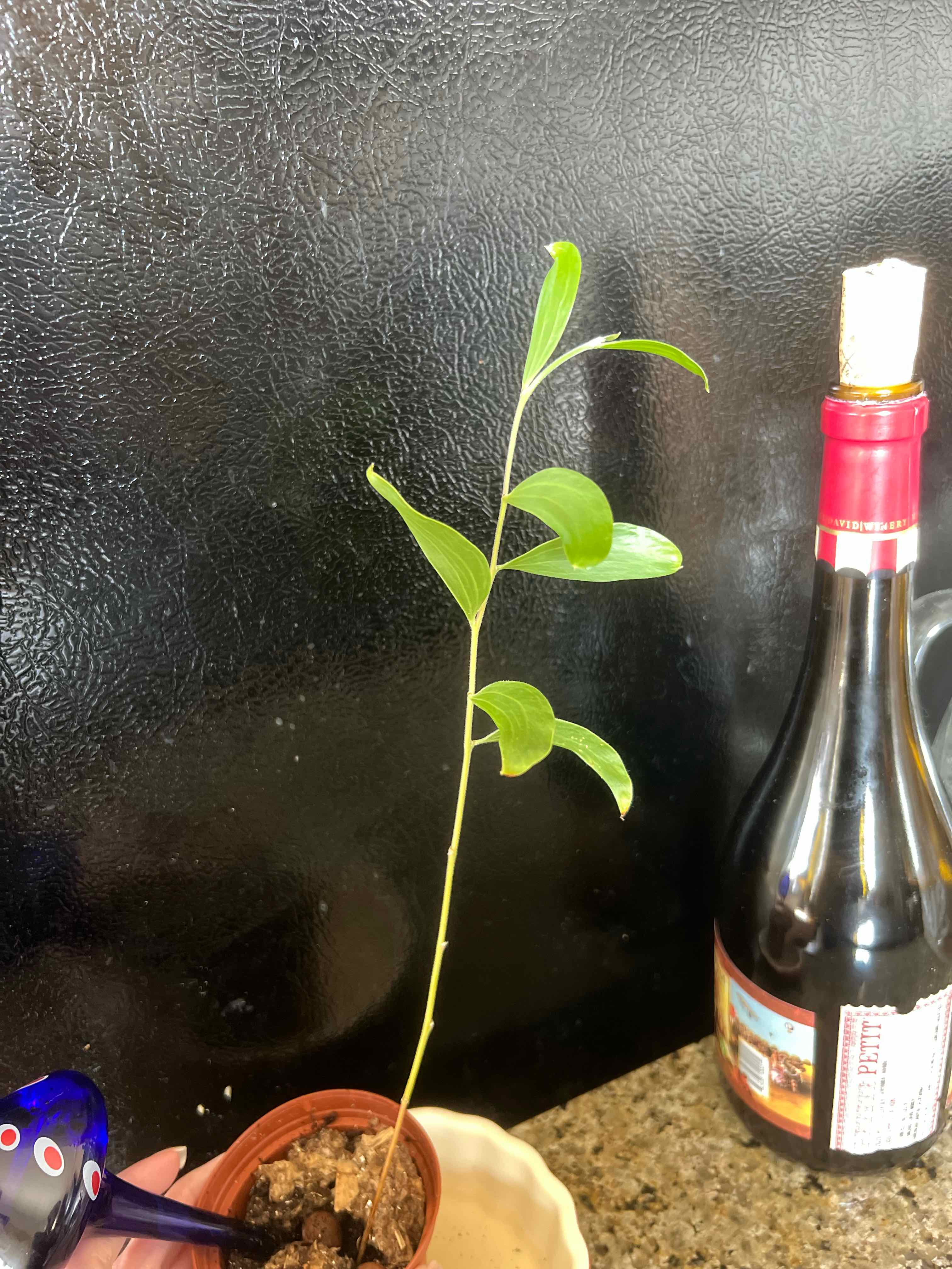 Propagating Tamarind: The Ultimate Guide