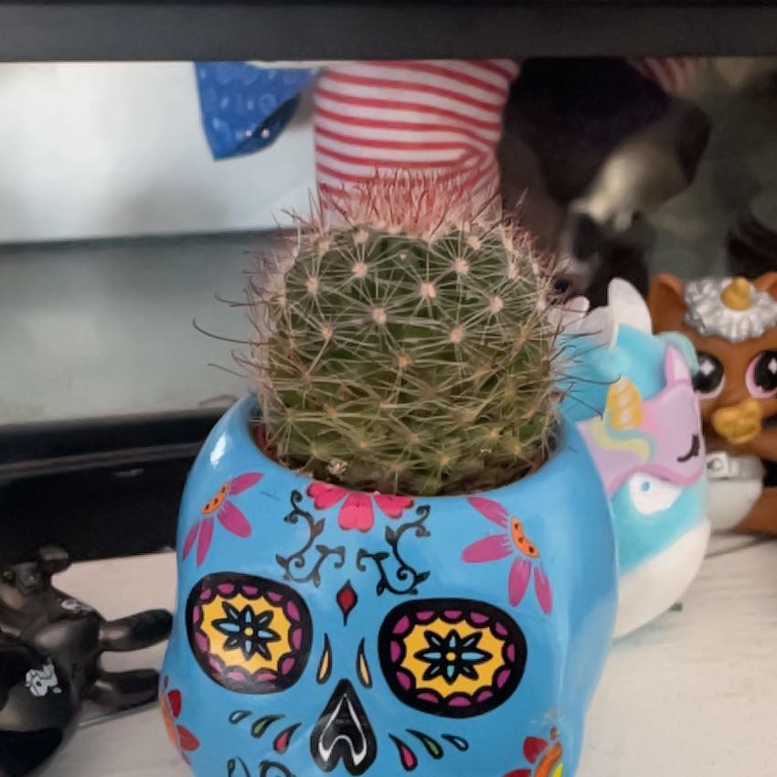 Spike | A plant by @AliveGuasca on Greg