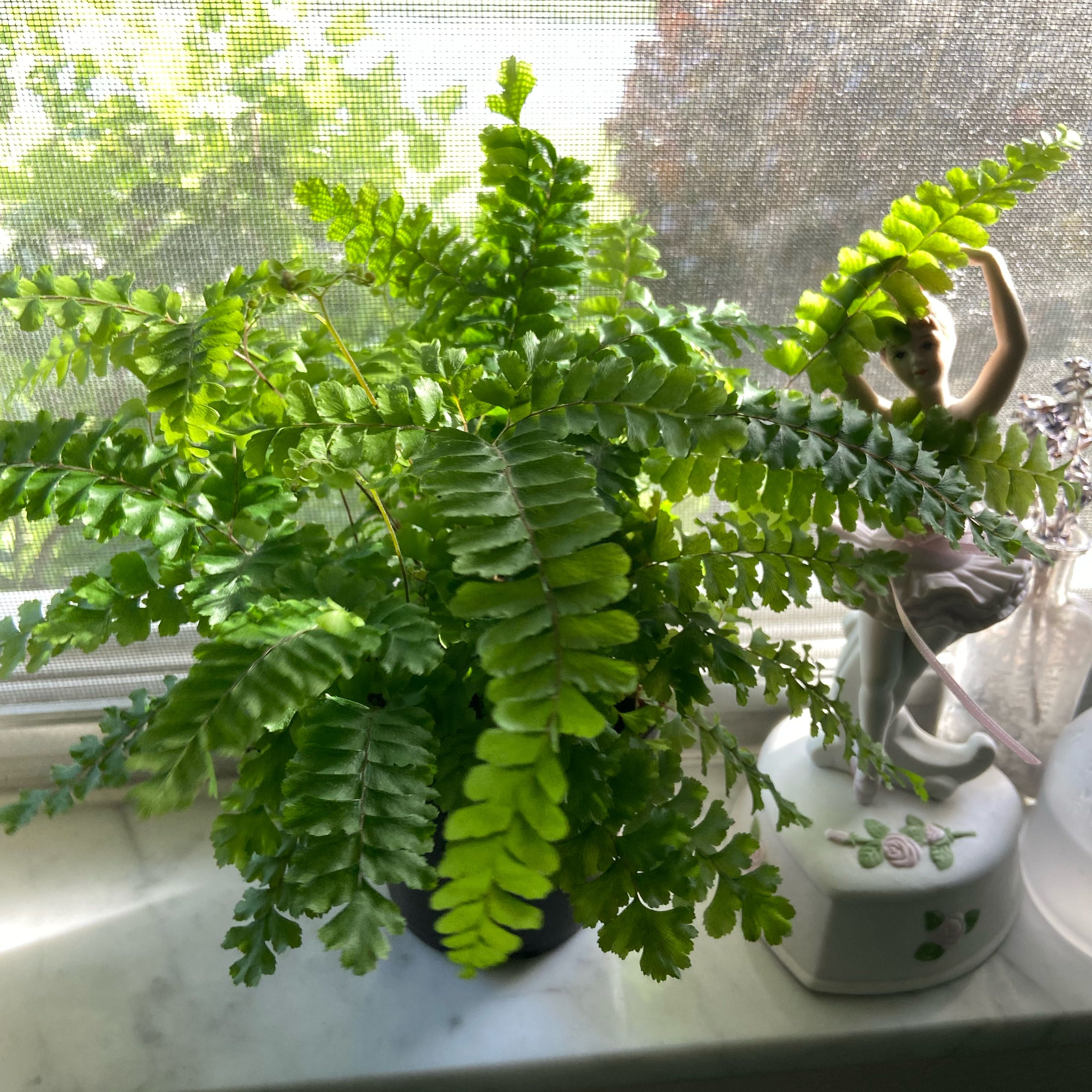 Propagating My Northern Maidenhair Fern: Step-by-Step Guide
