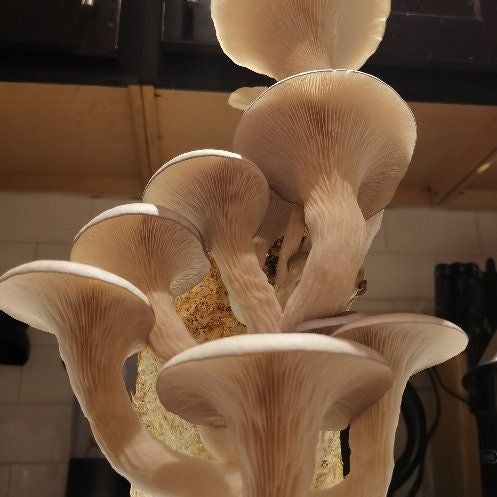 Keep Your Sego Lily Alive: Light, Water & Care Instructions