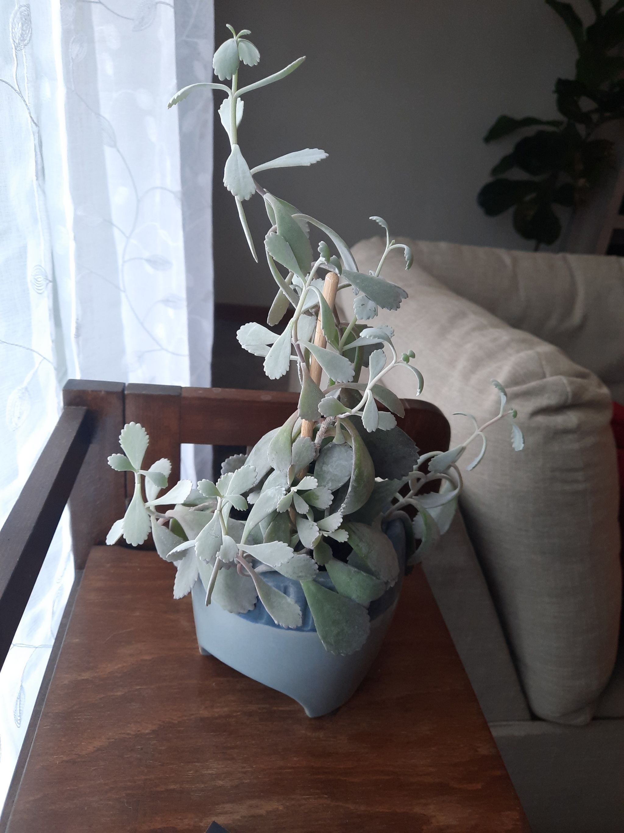 Lavender Scallops Plant Care: Water, Light, Nutrients | Greg App 🌱