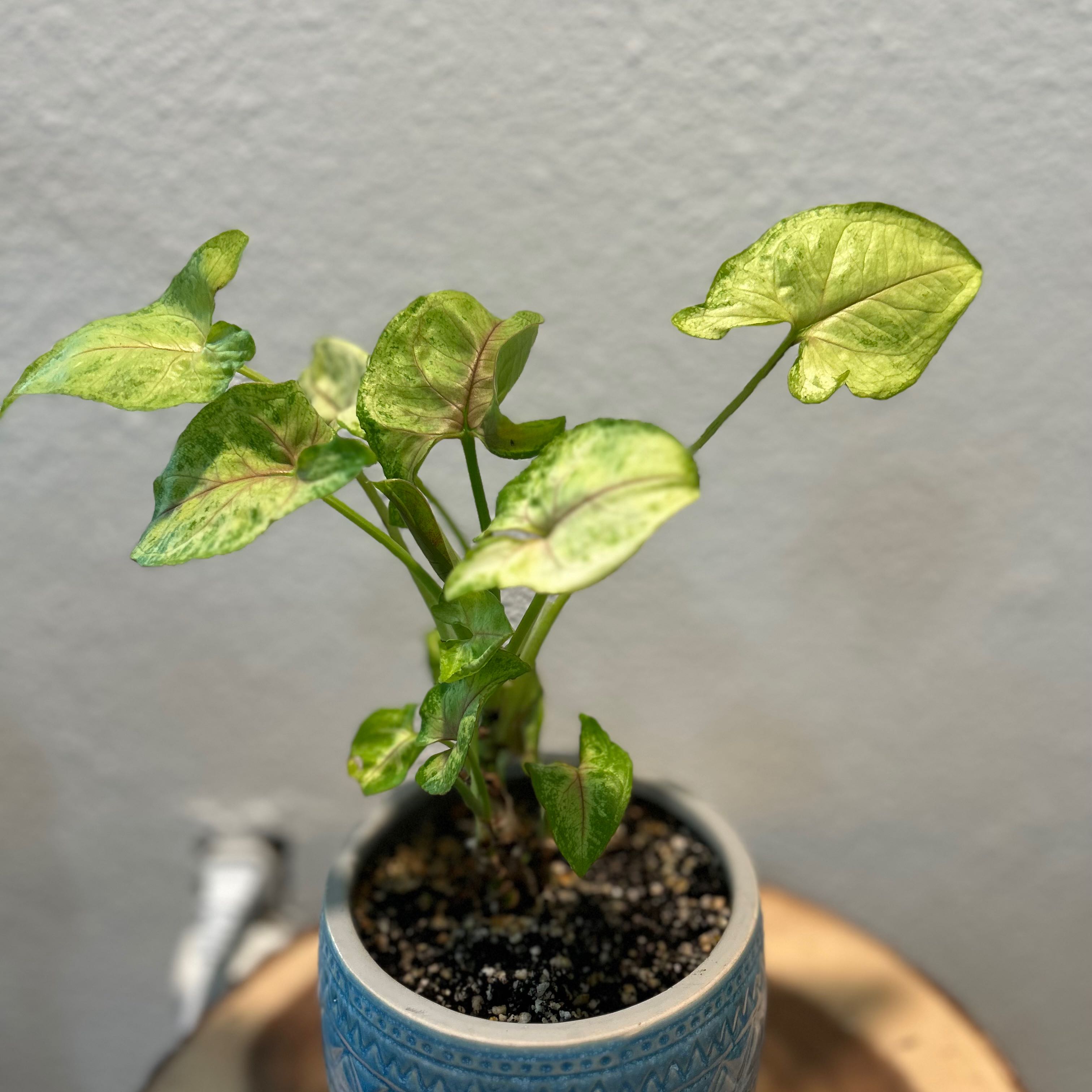 Syngonium 'Berry' - Ultimate Guide to Fertilizing