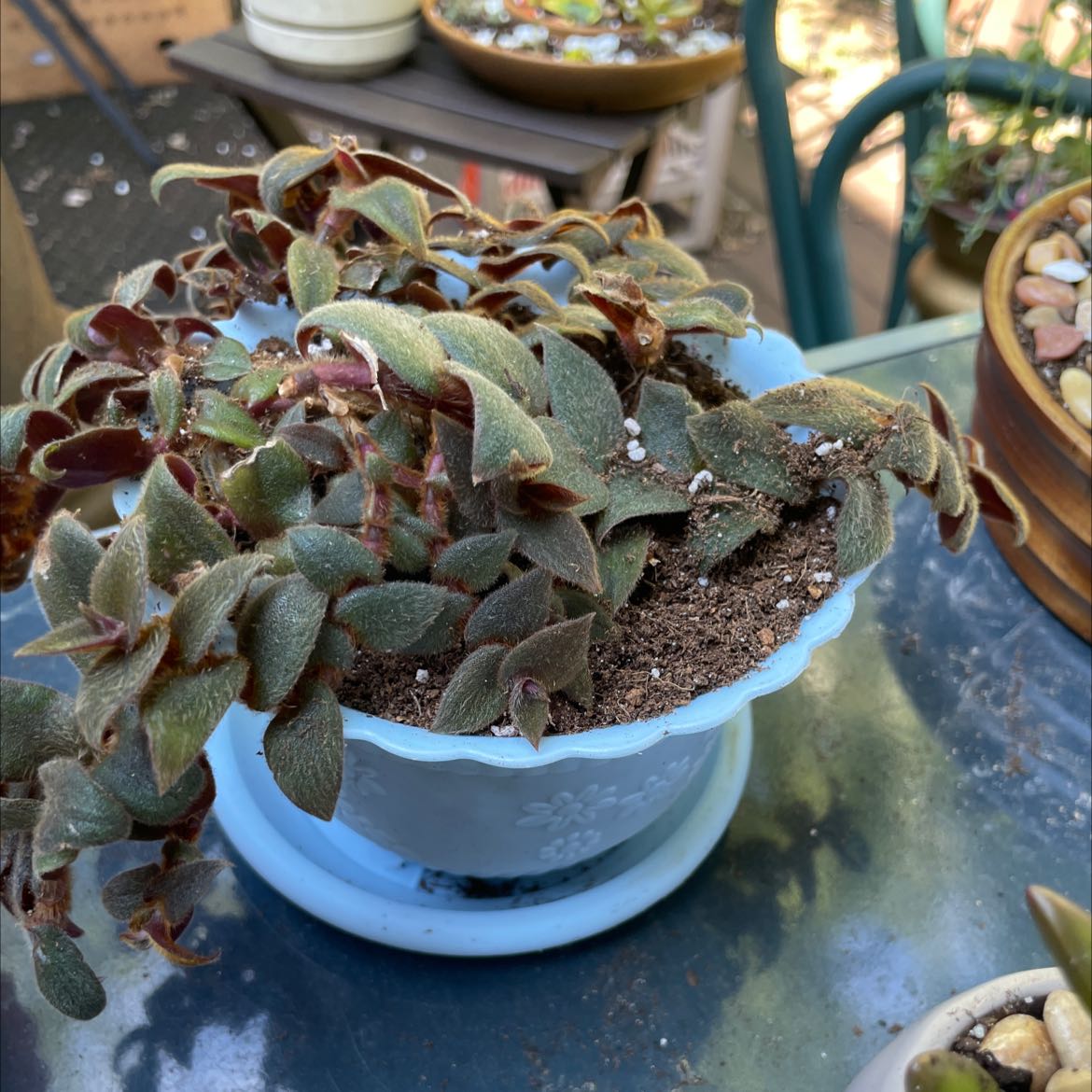 🧸 What Temperature Should My Teddy Bear Vine Be Kept At?