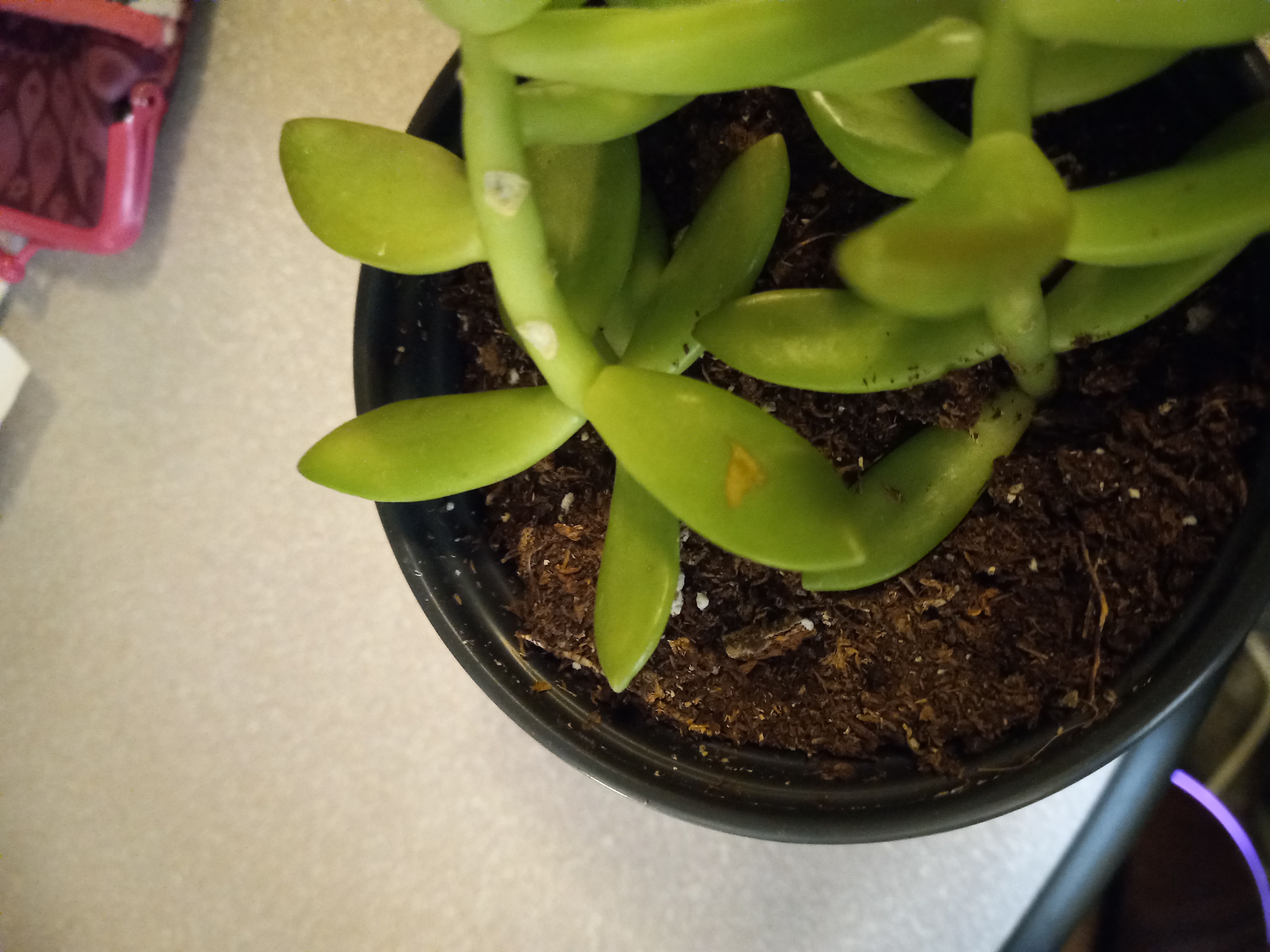Sedum adolphi 'Golden Glow' Care 101: Water, Light & Growing Tips