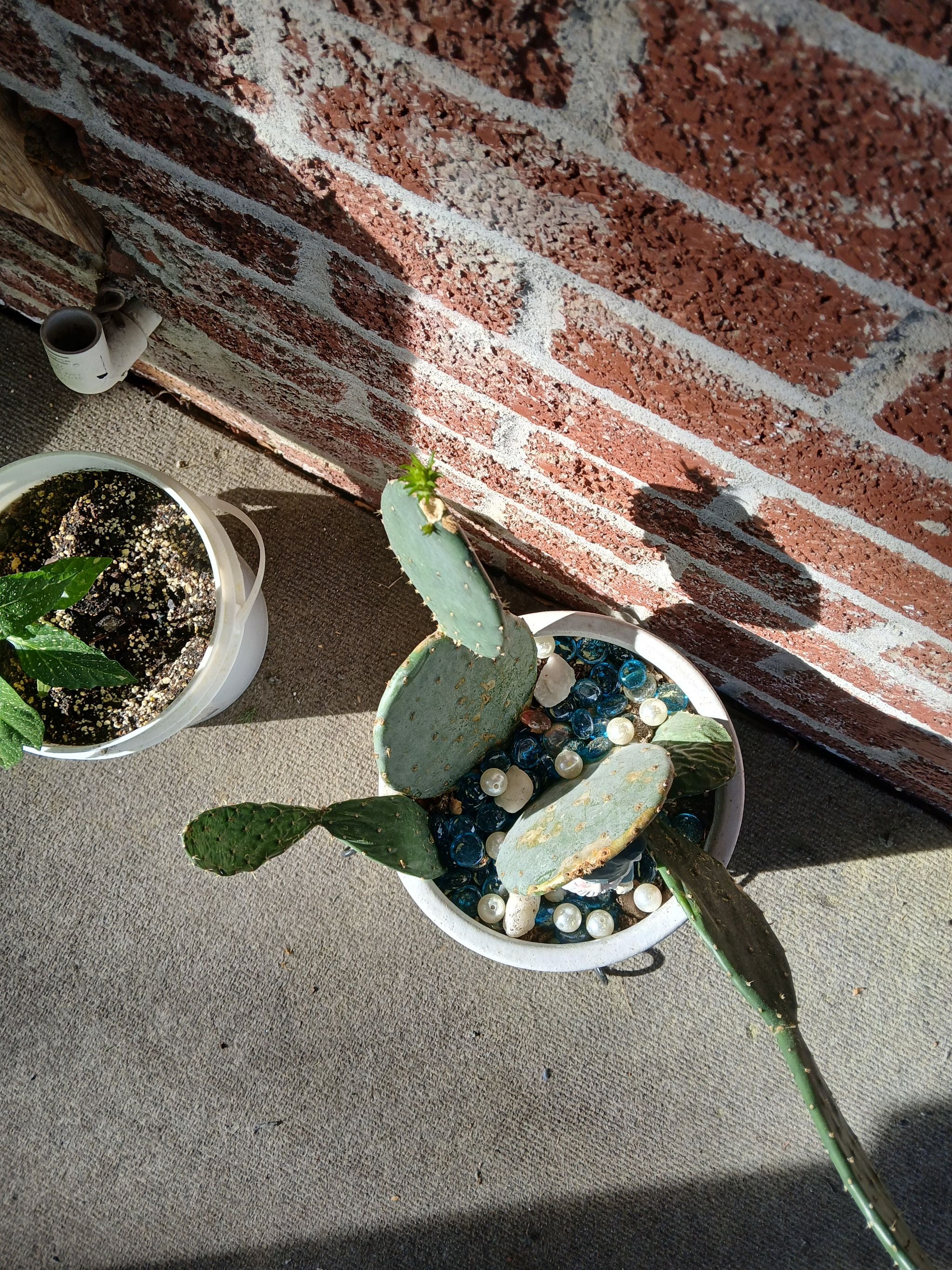 🌹 Rose Bush Height and Width Guide