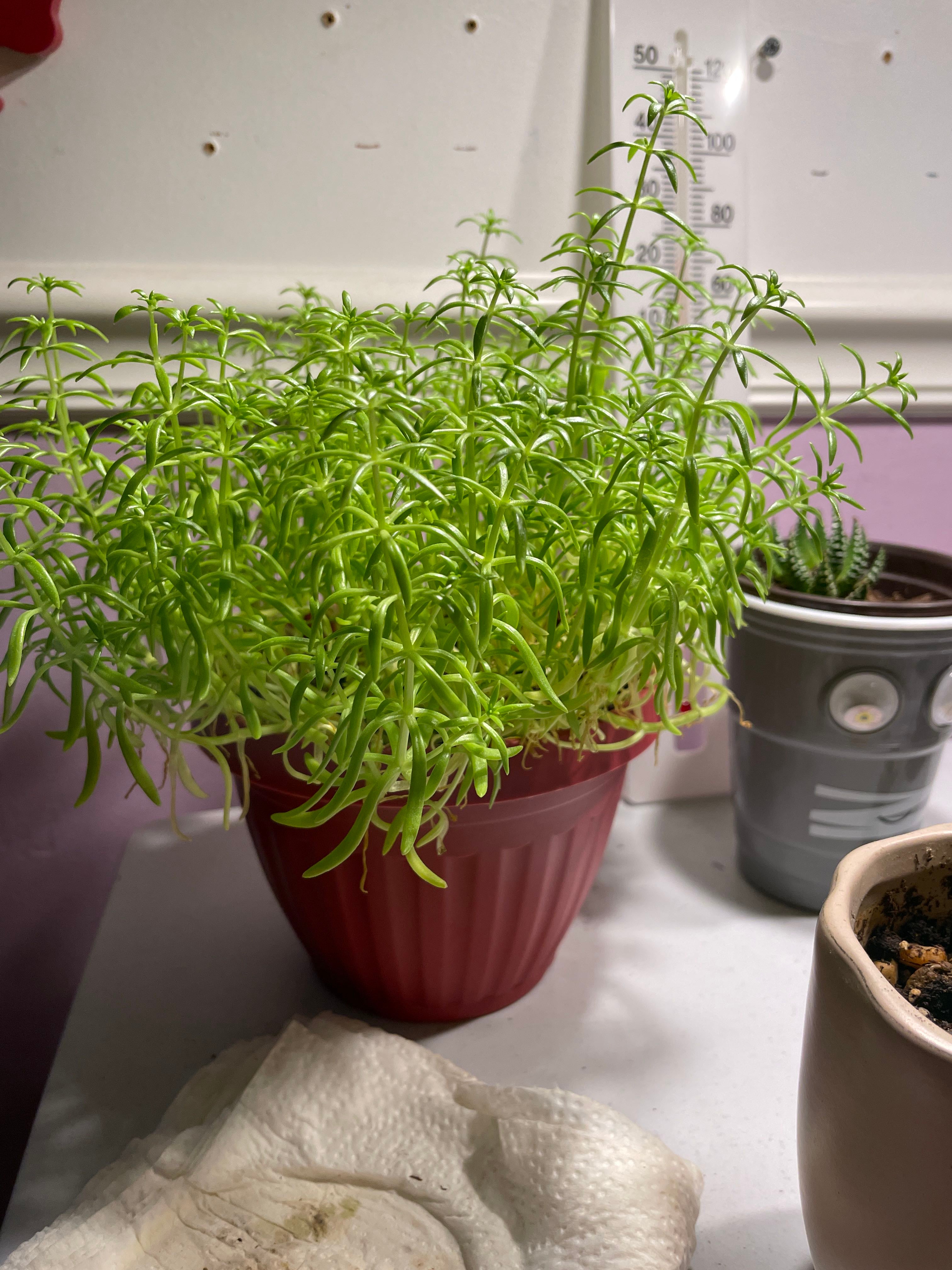 Mexican Stonecrop: How Much Water & Light Does it Need to Thrive?