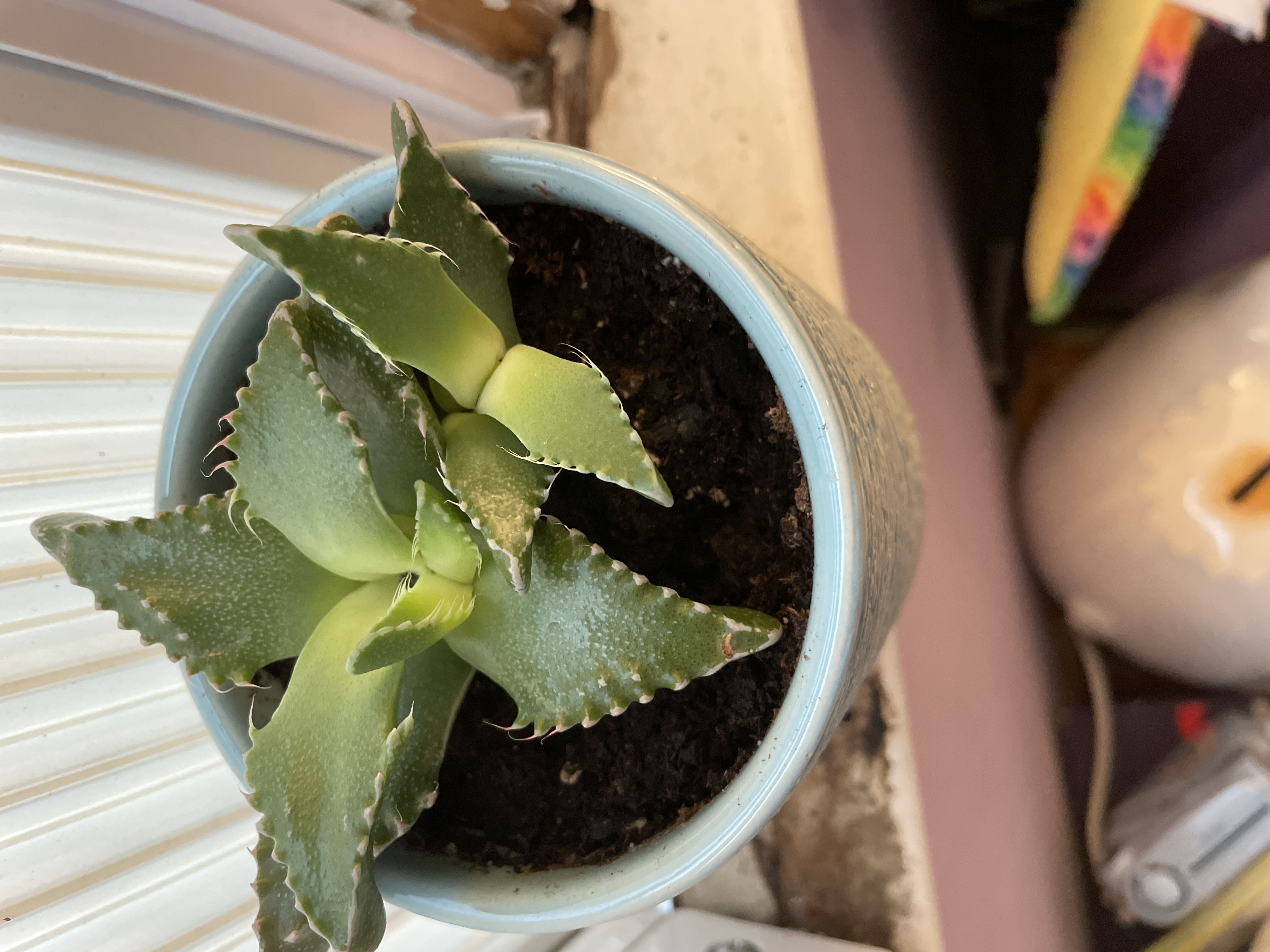 The Complete Pebbled Tiger Jaws Plant Care Guide: Water, Light & Beyond