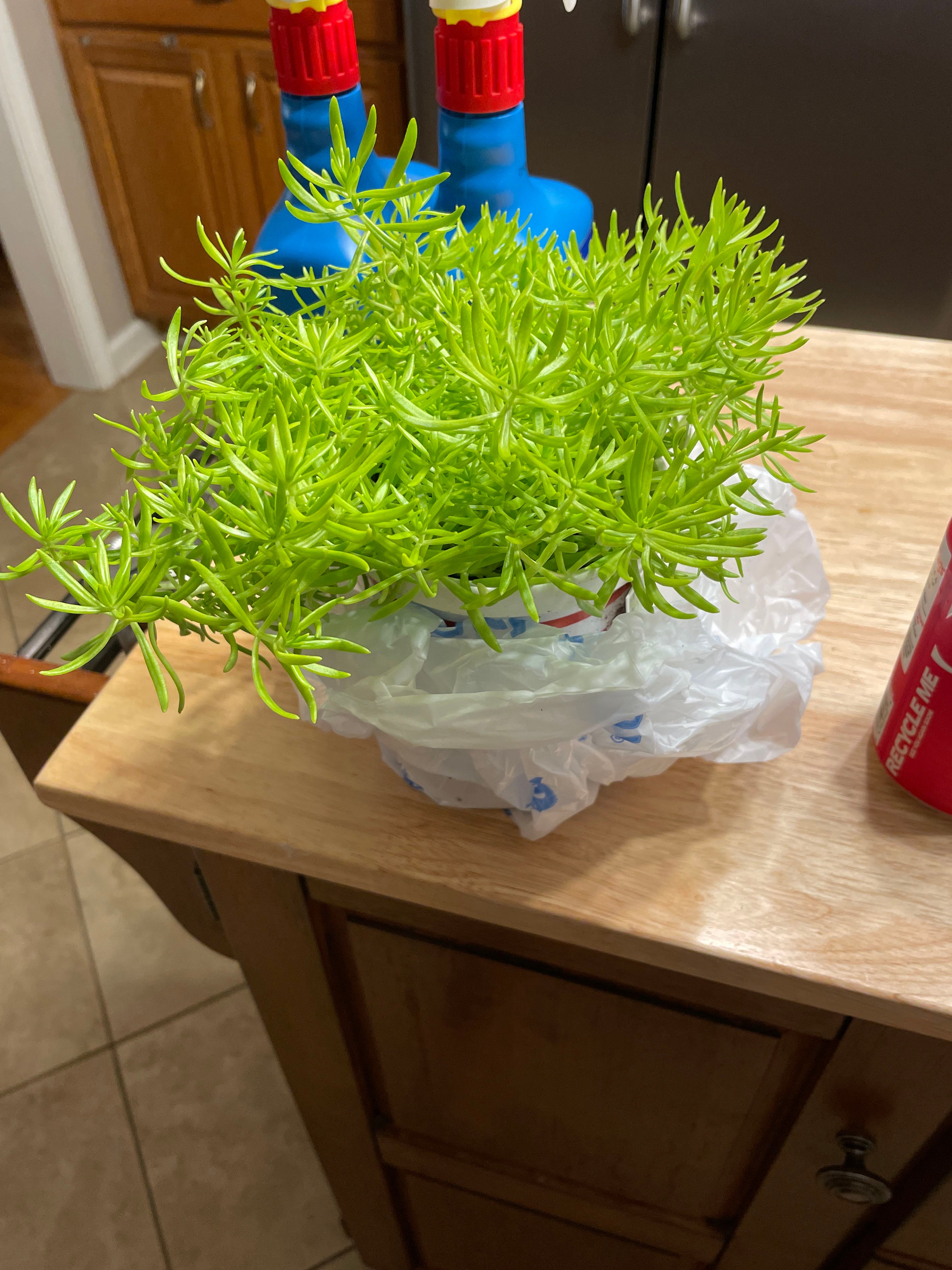 The Complete Mexican Stonecrop Plant Care Guide: Water, Light & Beyond