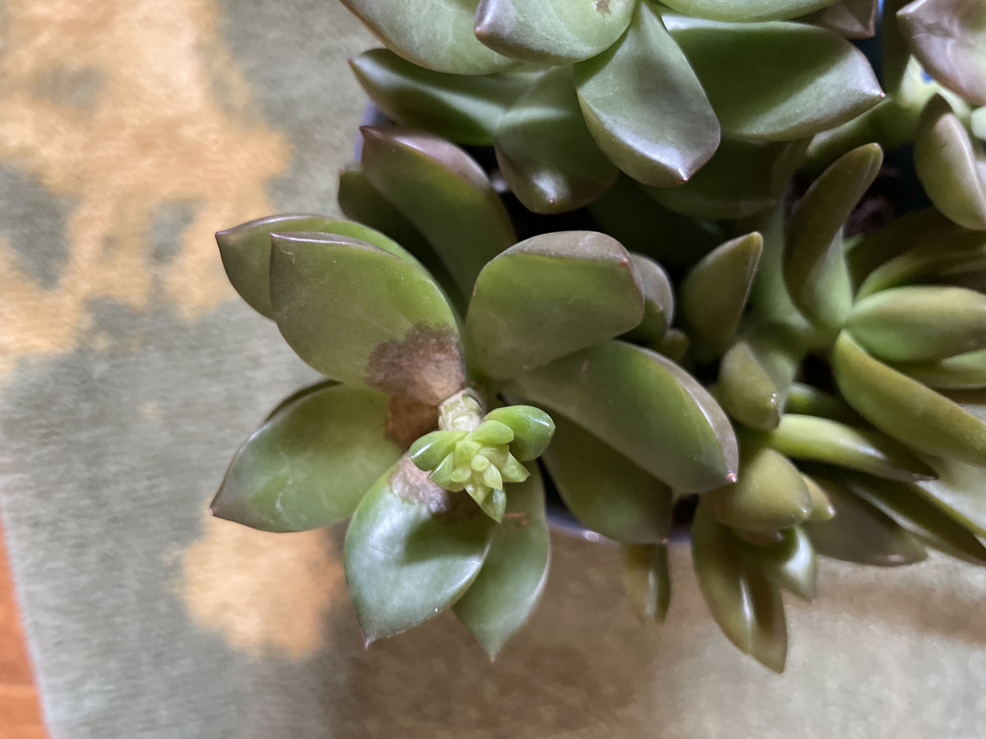 How to Care for Sedum telephium 'Jade Runner': Mastering Water ...