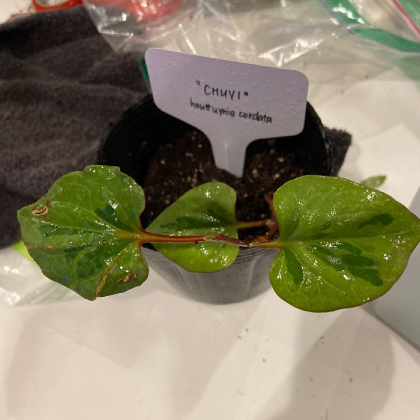 🐟 Best Soil for Fish Mint