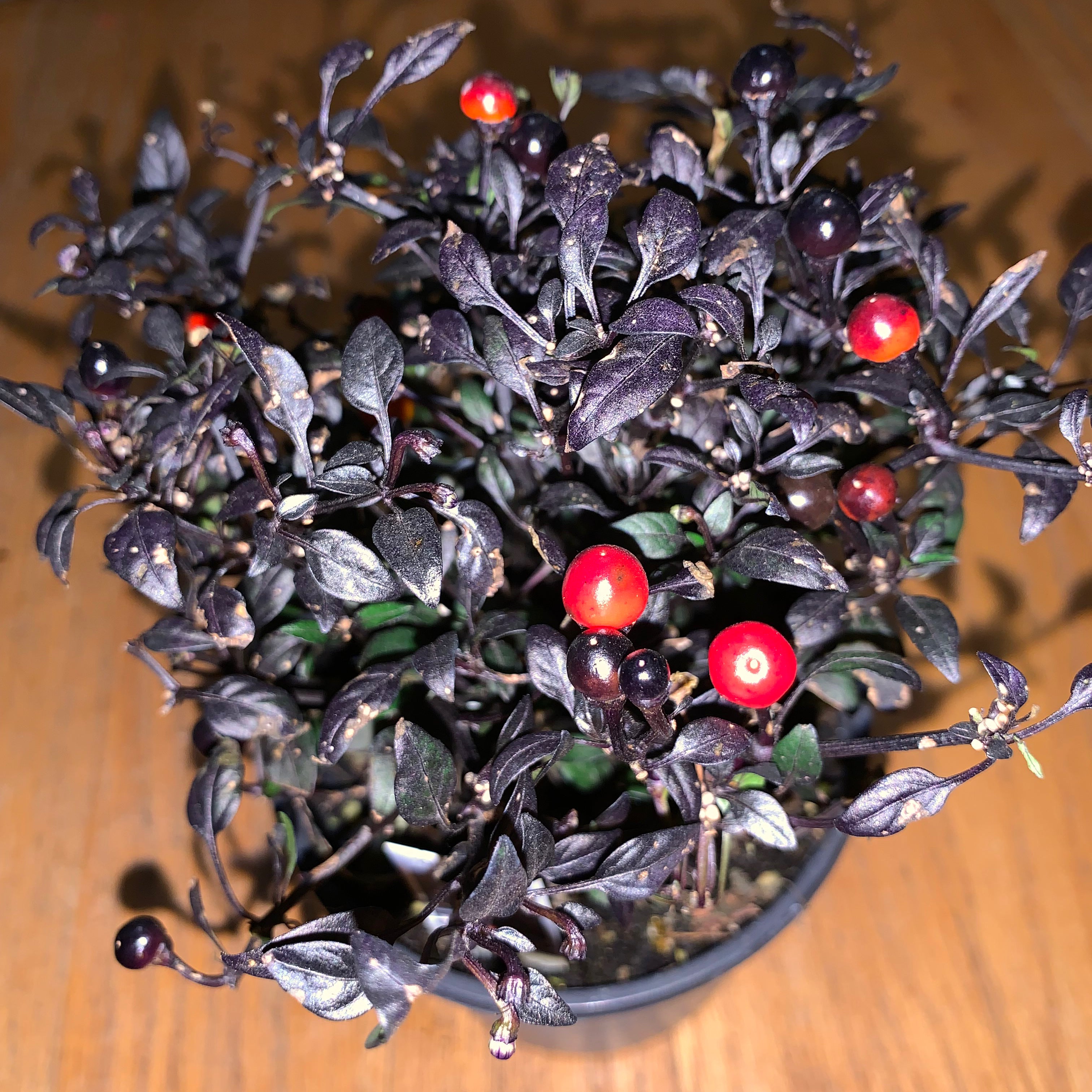 Personalized Ornamental Pepper Onyx Red Care: Water, Light, Nutrients ...