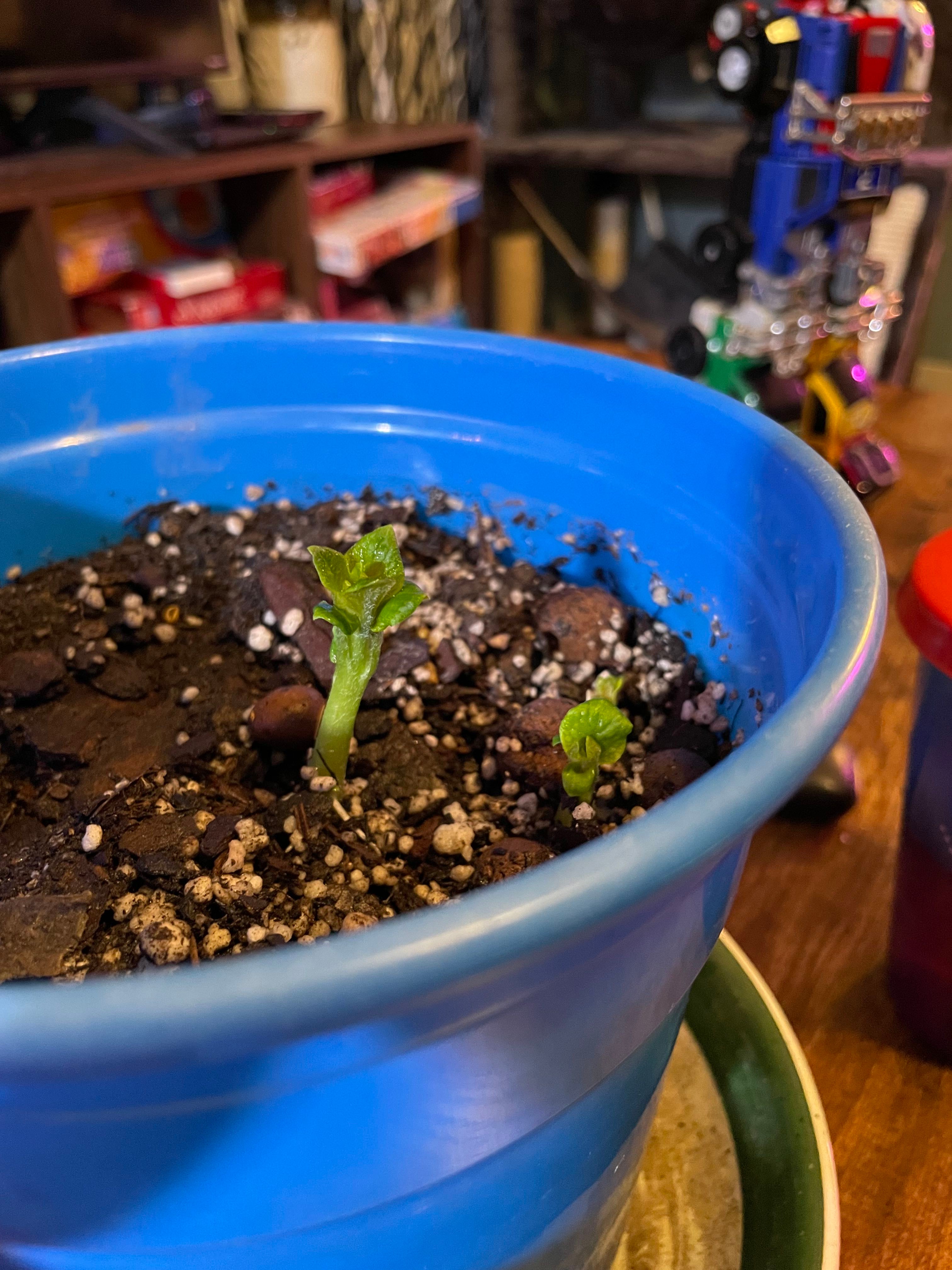 Keep Your Potato Alive: Light, Water & Care Instructions