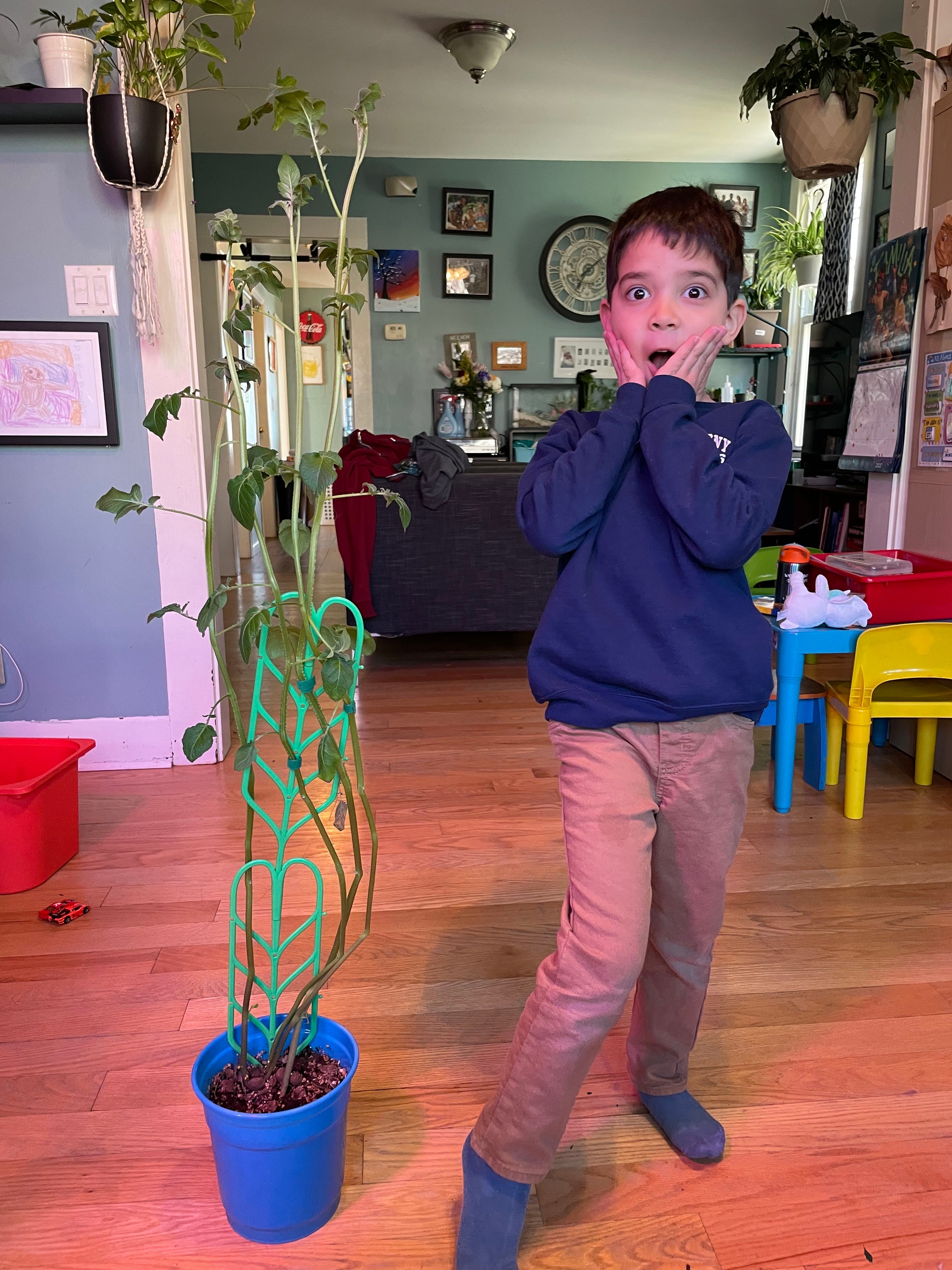 10 Facts About Potato Pollination