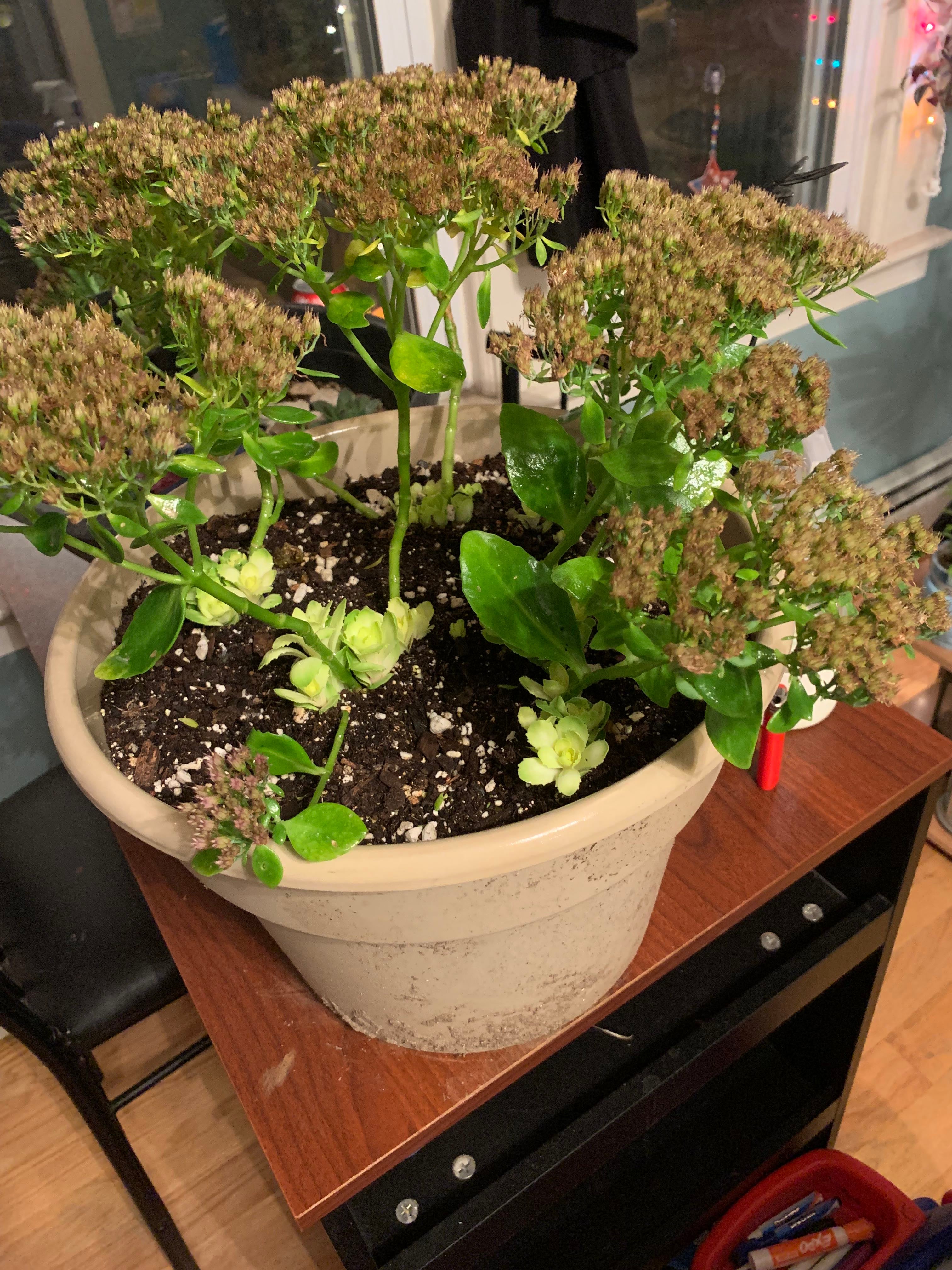 How and When Should I Cut Back My Sedum 'Lidakense'?