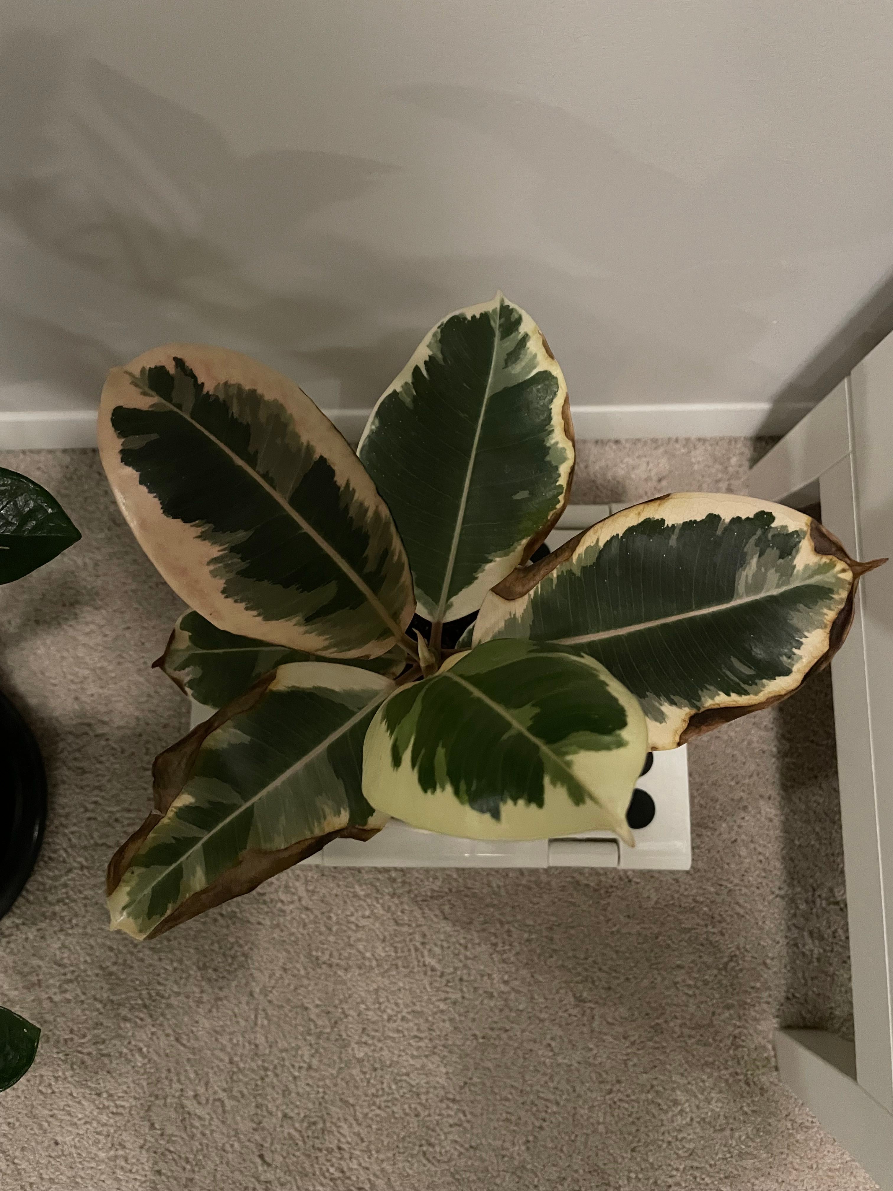 Ficus Decora Plant Care: Water, Light, Nutrients | Greg App 🌱