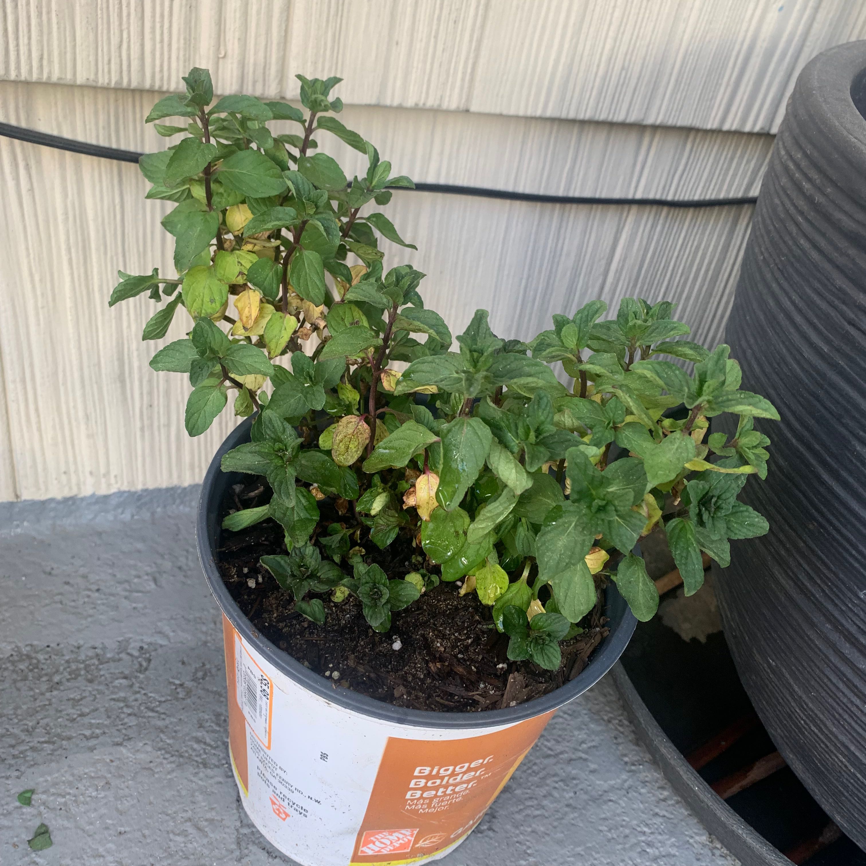 10 Benefits of Having a Yerba Buena