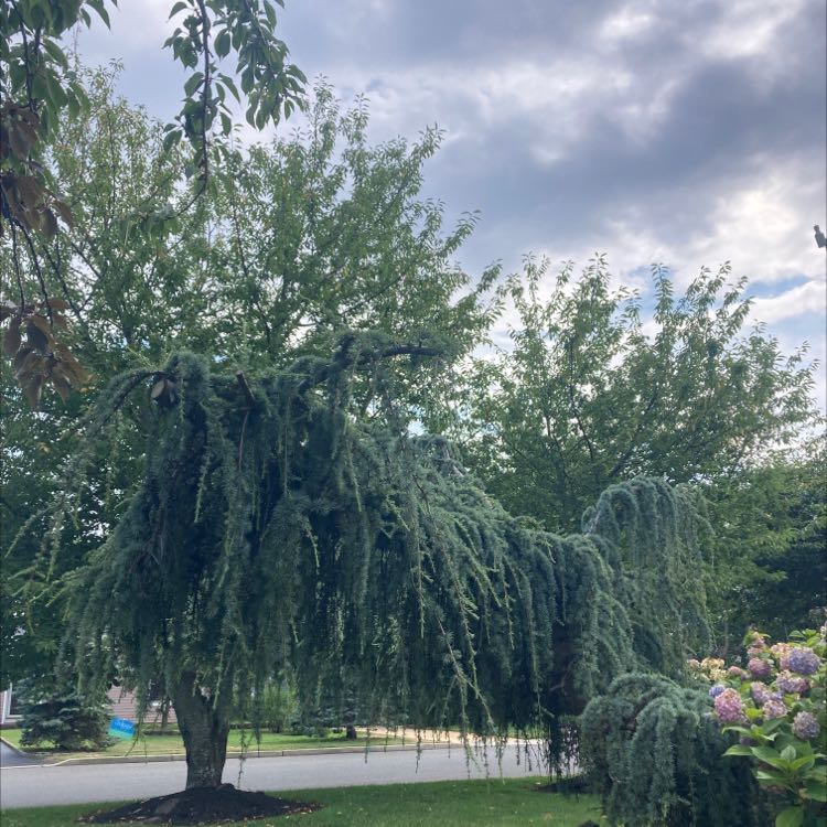 Propagating My Atlas Cedar: Step-by-Step Guide