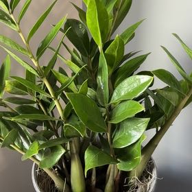 Gabe | A plant by @NewIcecaps on Greg