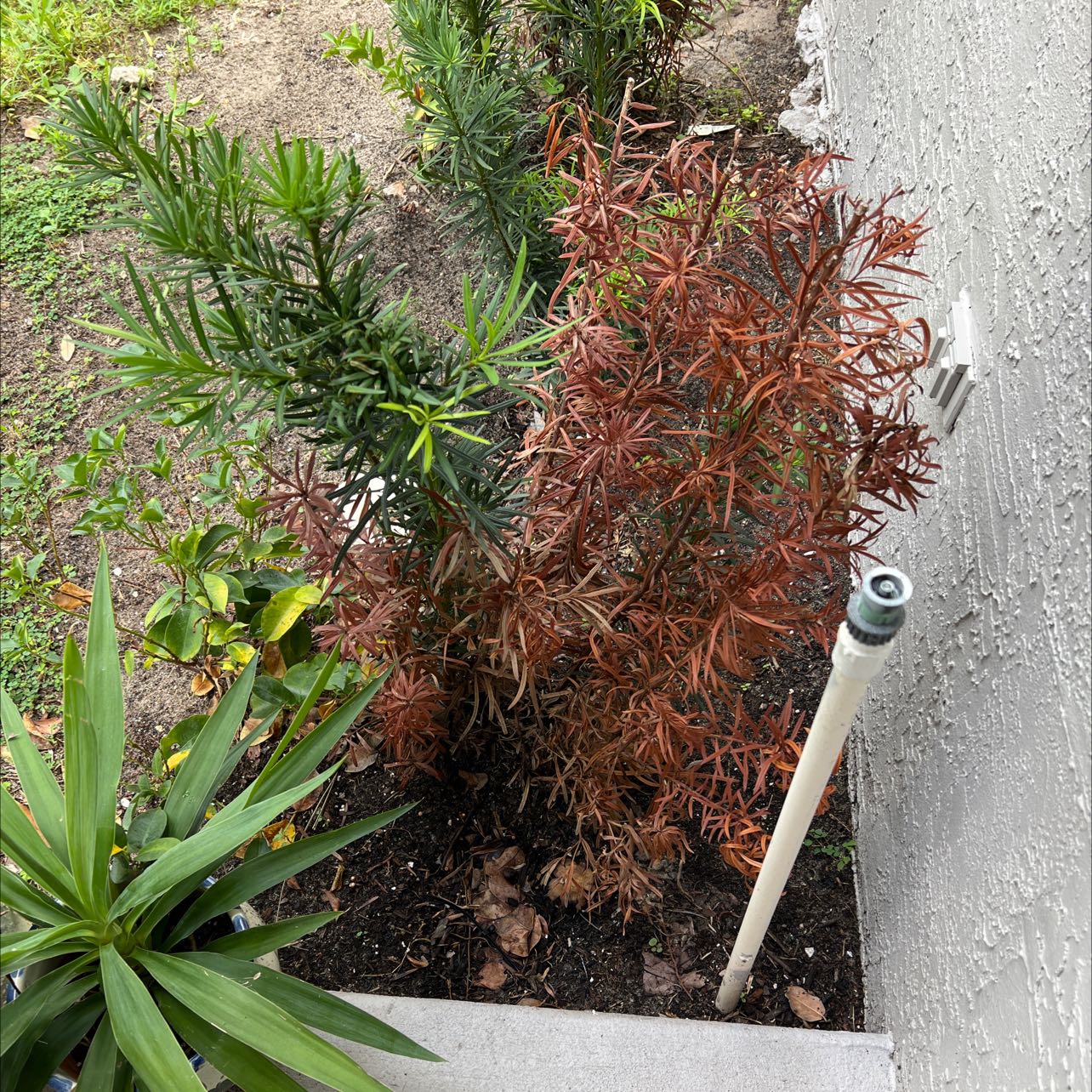 Propagating Your English Yew: Step-by-Step Guide