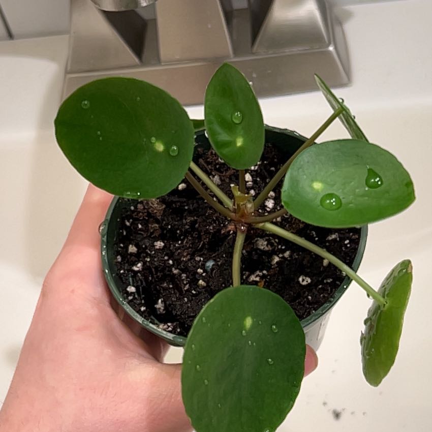 Gregarious | A plant by @ratgoku on Greg