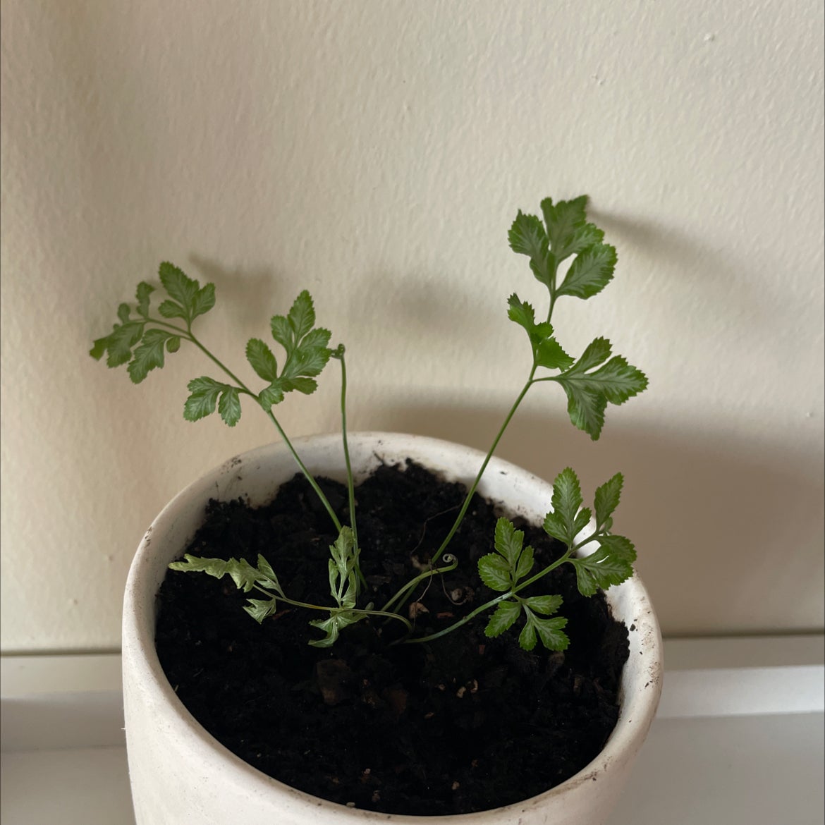 Symbolism and Benefits of the Brake Fern