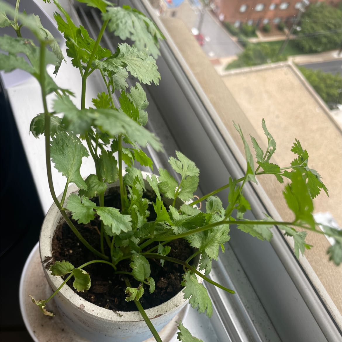 🌞 Your Coriander's Light Needs