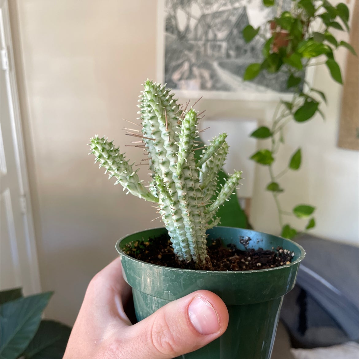 Light Requirements For My Variegated Indian Corn Cob