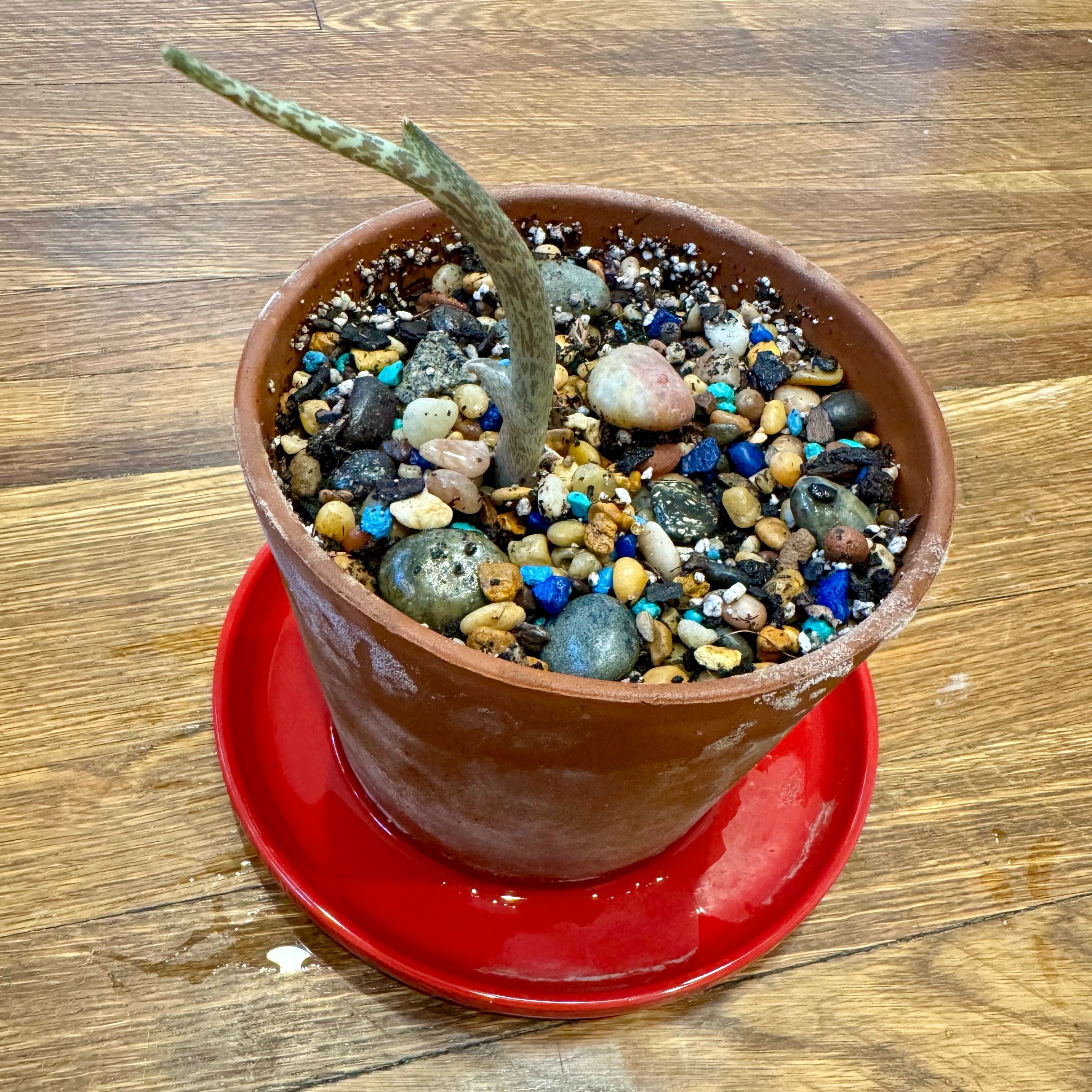 Voodoo Lily Care 101: Water, Light & Growing Tips