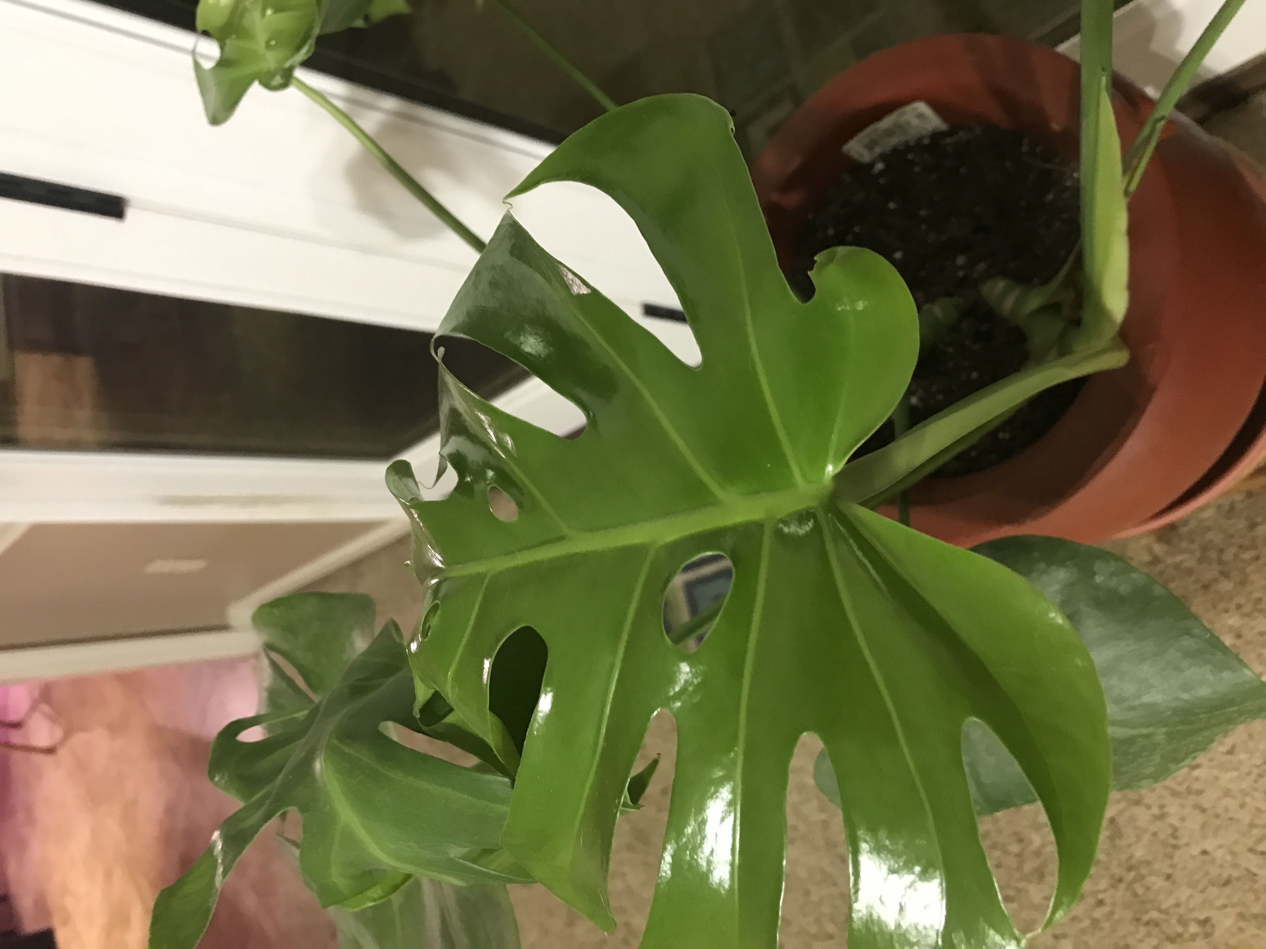 Huge monstera deliciosa excitement!
