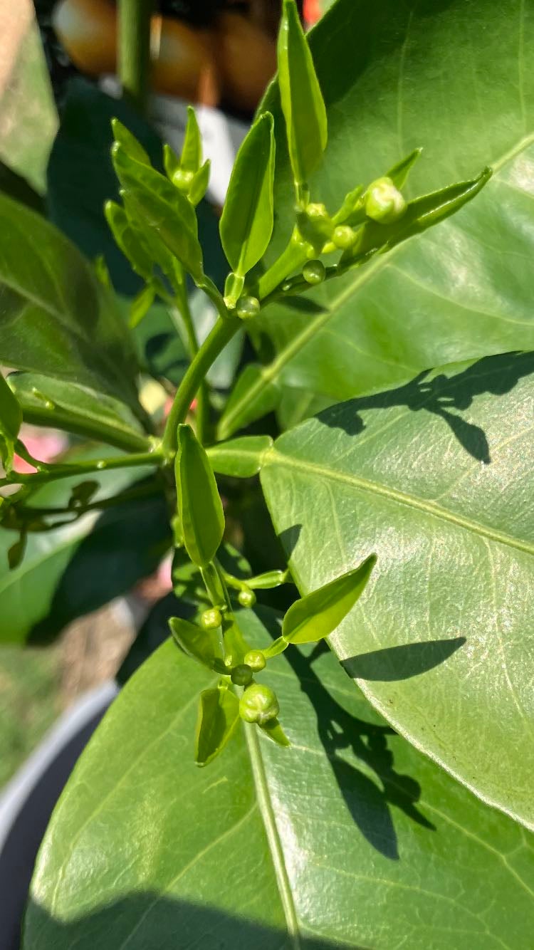 🍊 Propagating Orange Tree: The Ultimate Guide