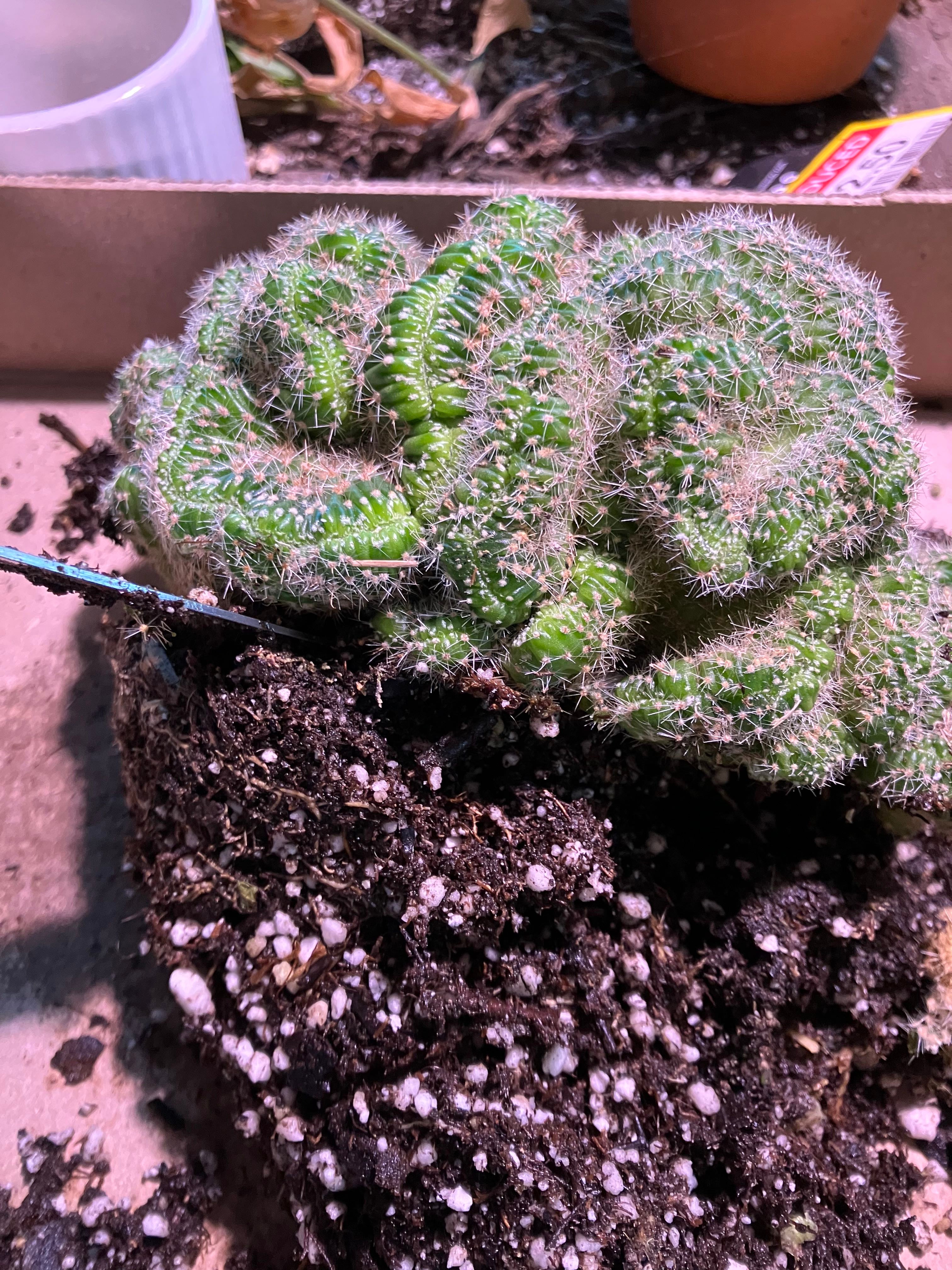 The Complete Brain Cactus Plant Care Guide: Water, Light & Beyond