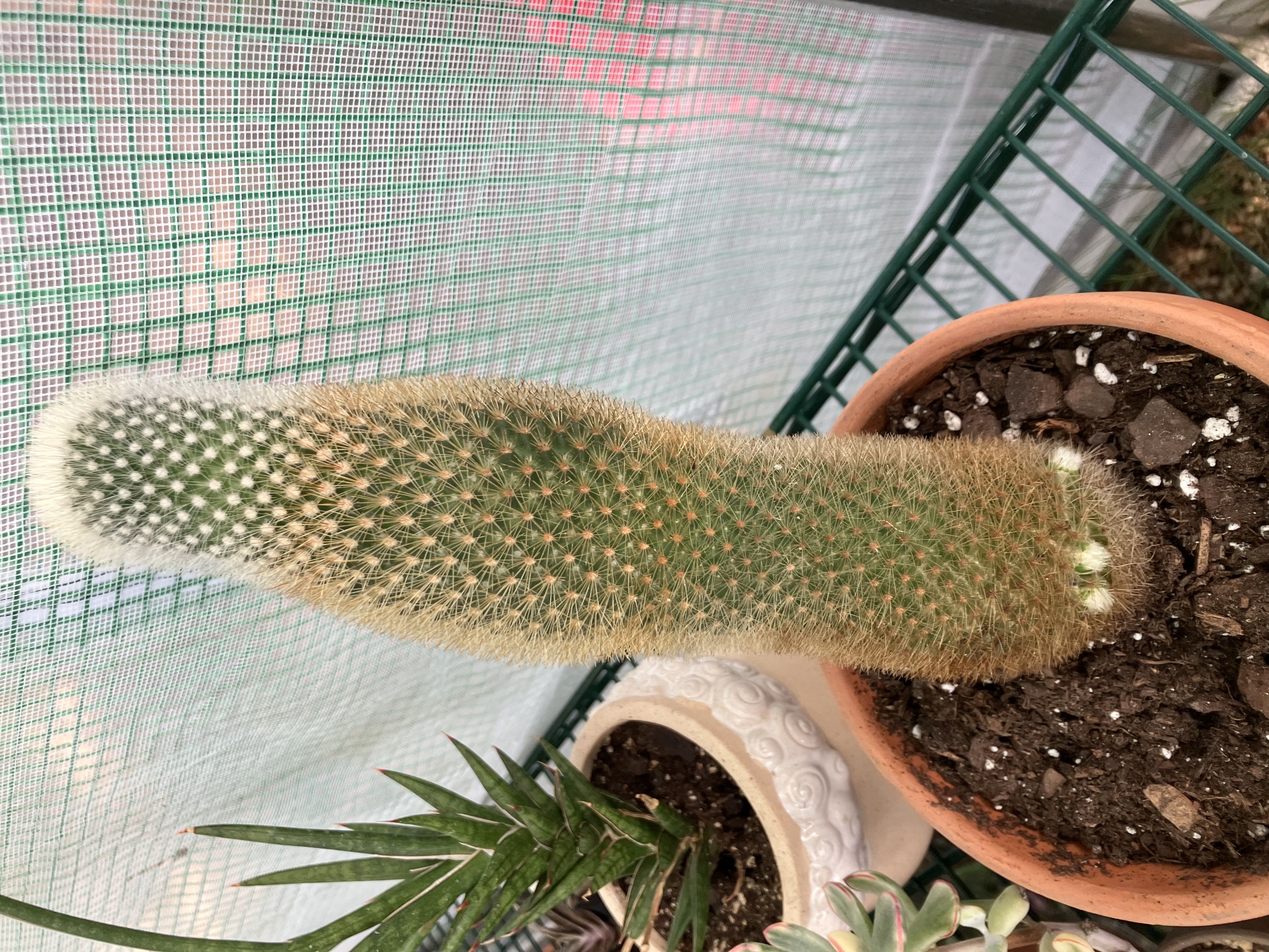 Happy Tuesday with plant pics