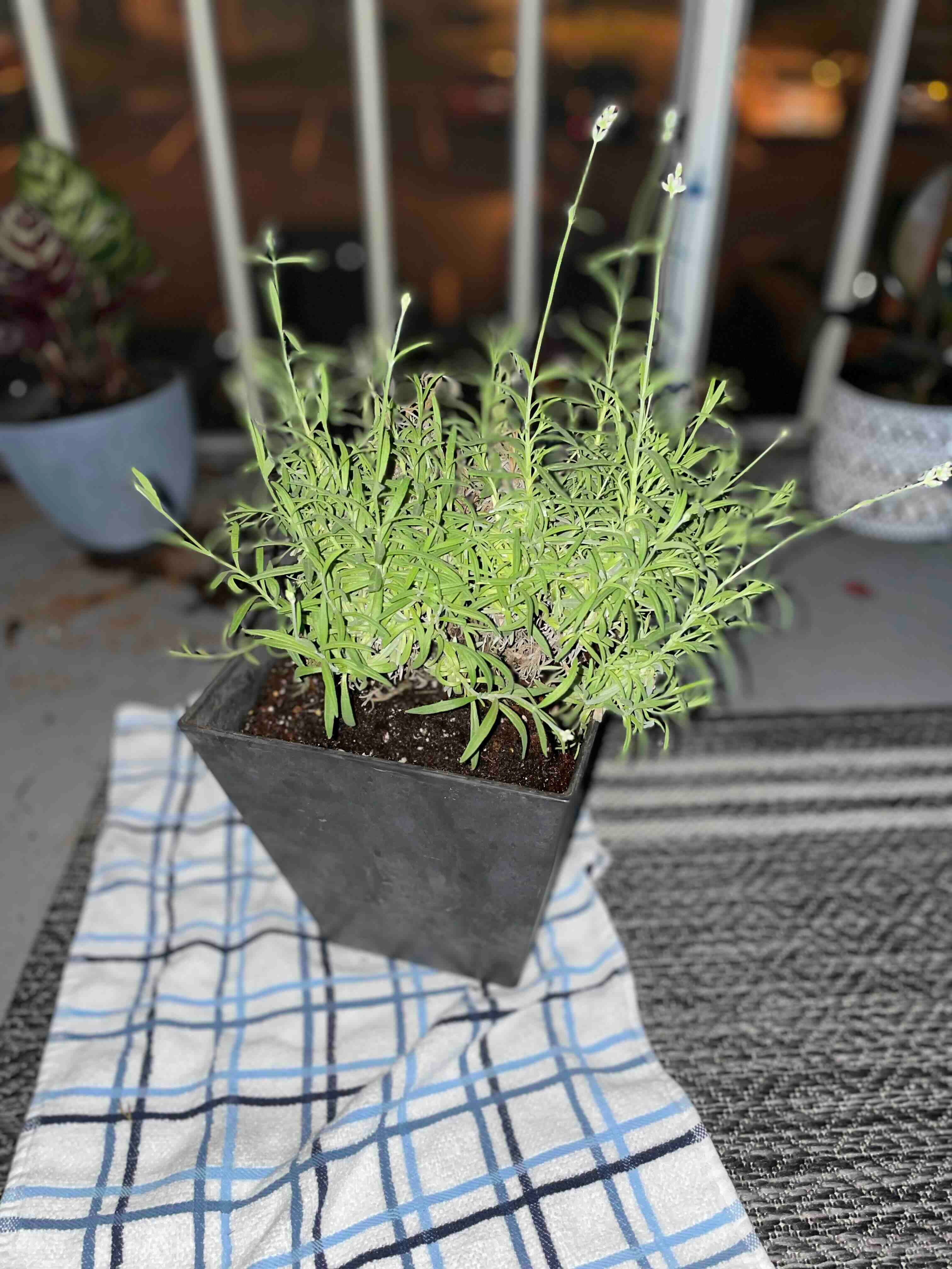 Fertilizing My Lavender