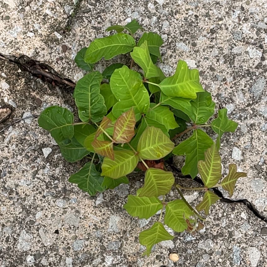 10 Advantages of Having a Poison Ivy