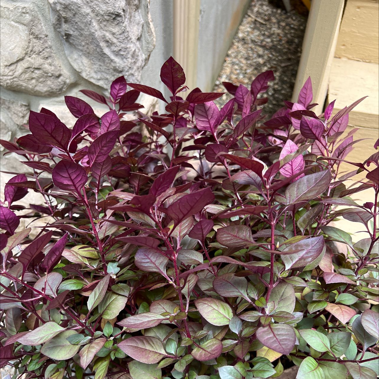 Year-Round Light Requirements For Your Brazilian Joyweed