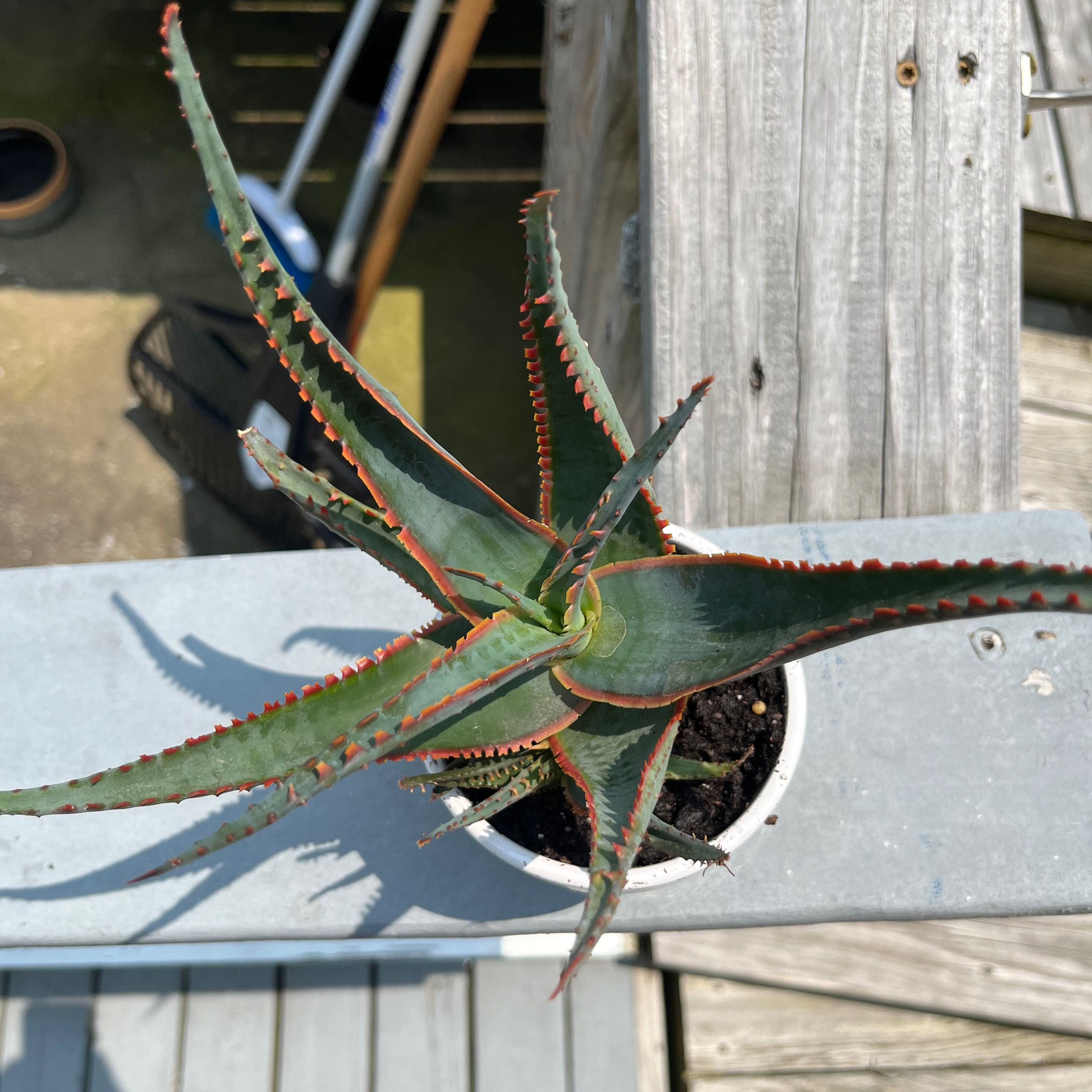 Aloe 'Christmas Carol' - Fertilizing 101