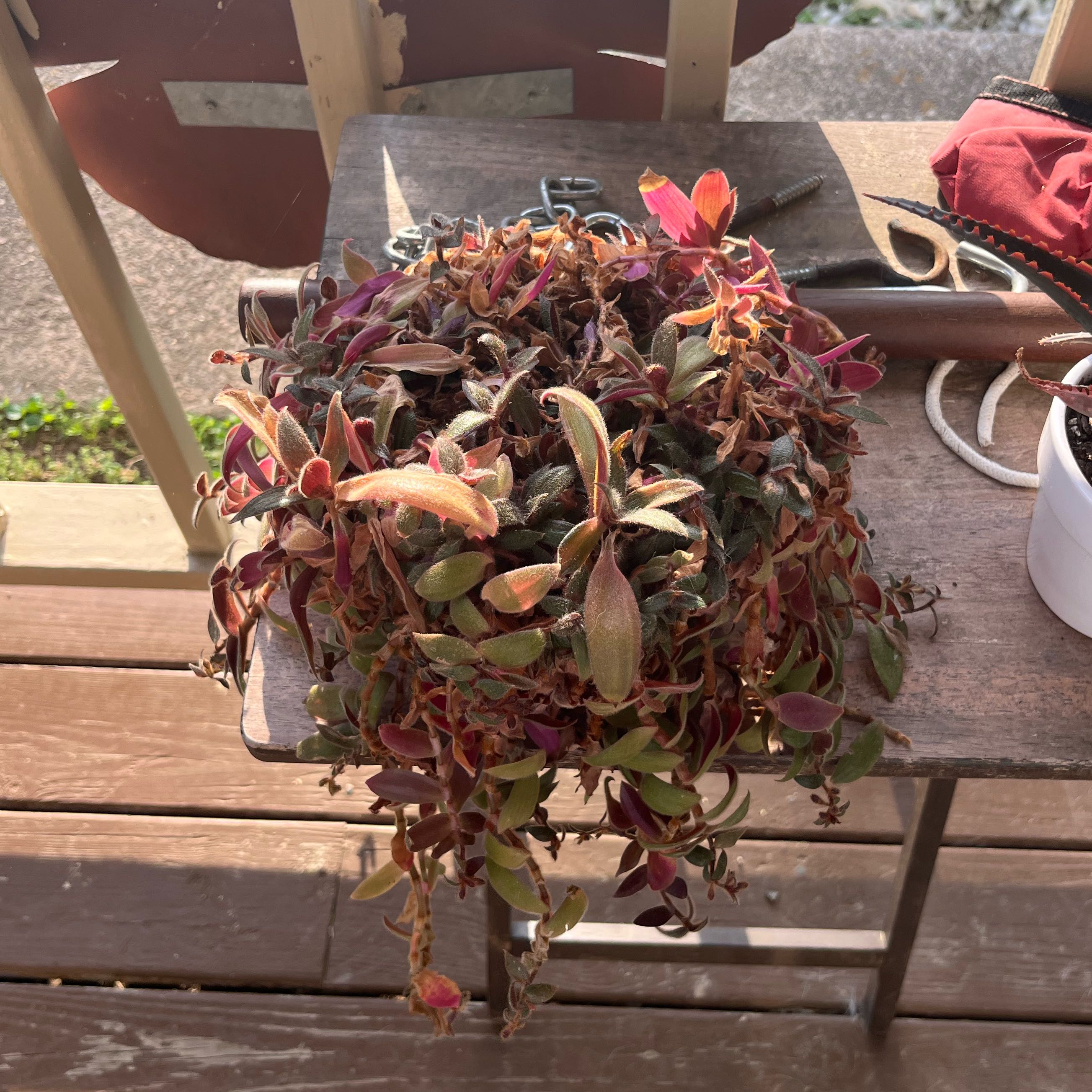 🧸 Why Are My Teddy Bear Vine Leaves Mushy?