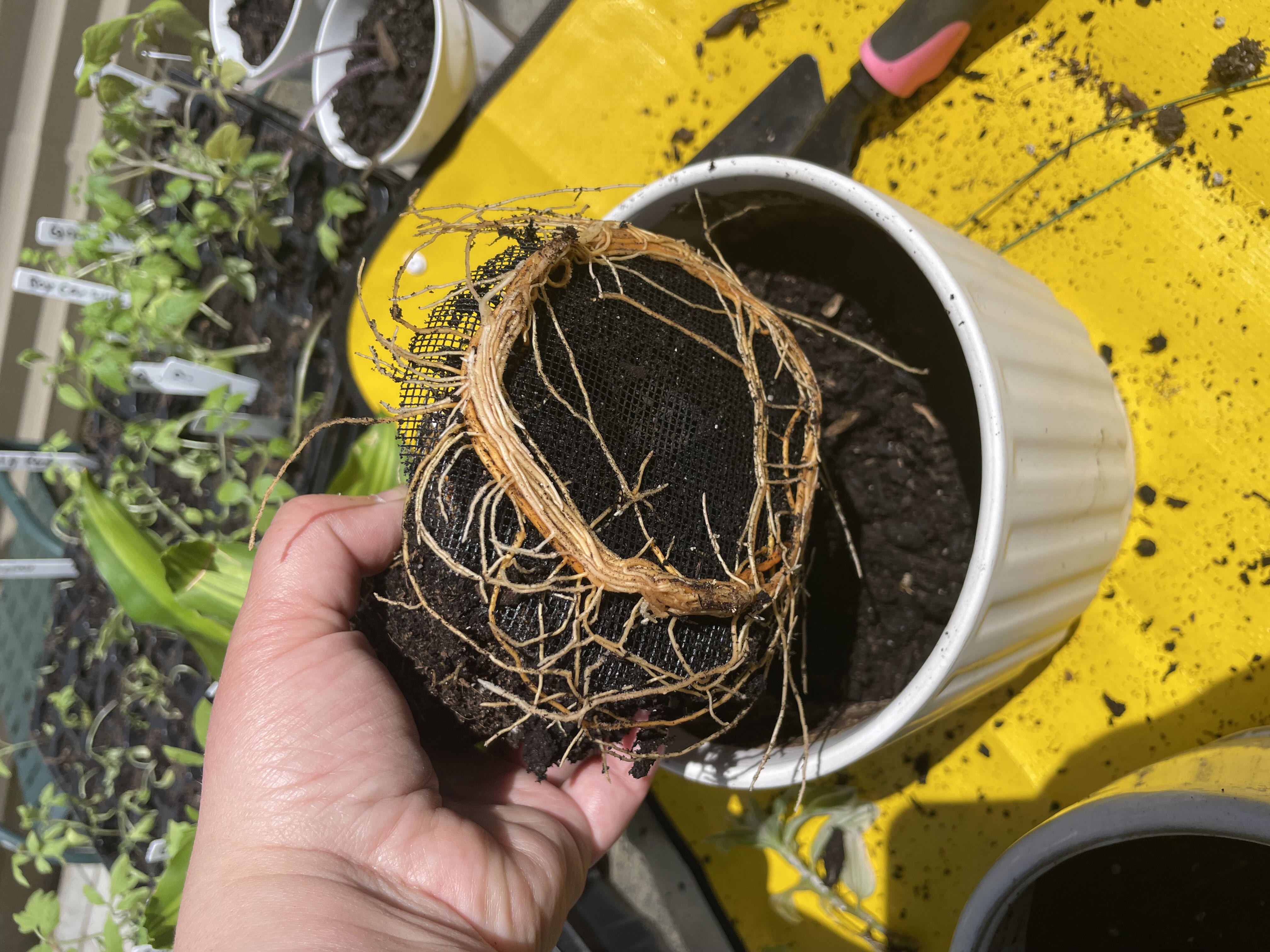 Propagating 🐉 Dragon Tree: Step-by-step Guide