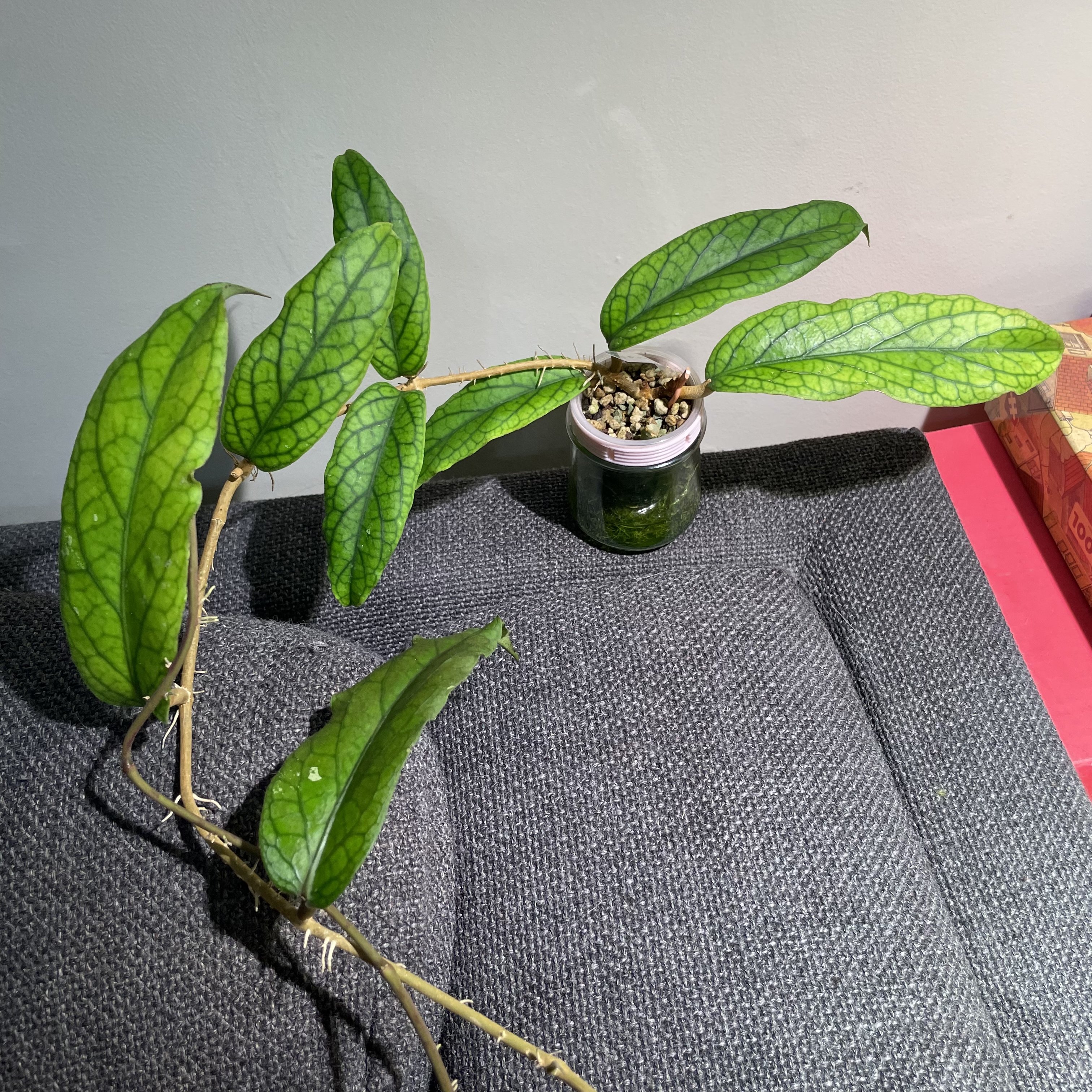 Golden Eye Hoya: How Much Water & Light Does it Need to Thrive?