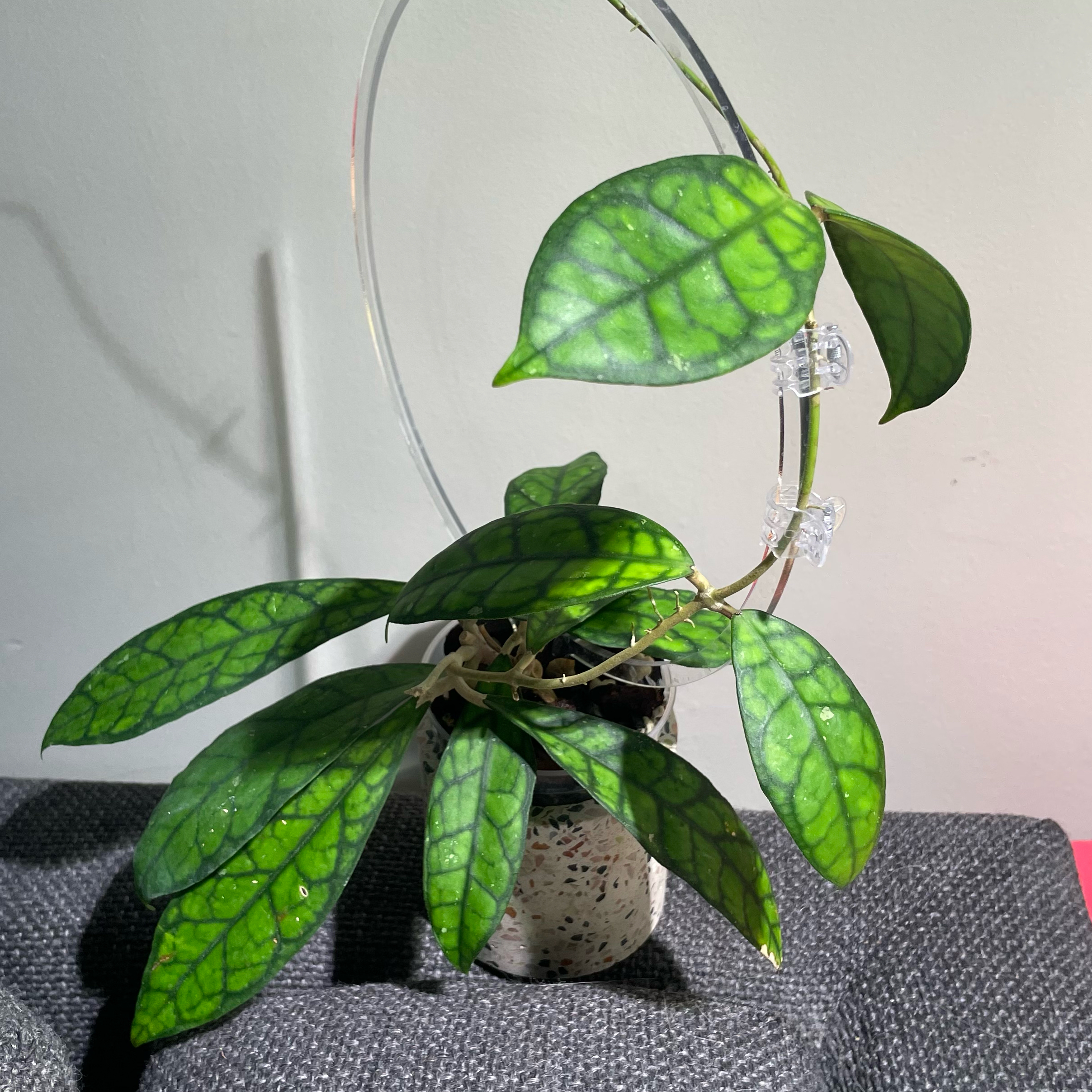 Hoya 'Black Cat': How Much Water & Light Does it Need to Thrive?