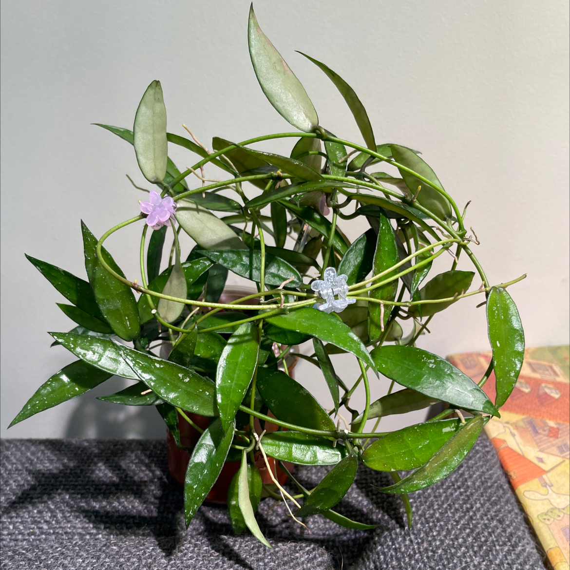 How to Care for Hoya lacunosa 'Mr. Tent': Mastering Water, Sunlight & More
