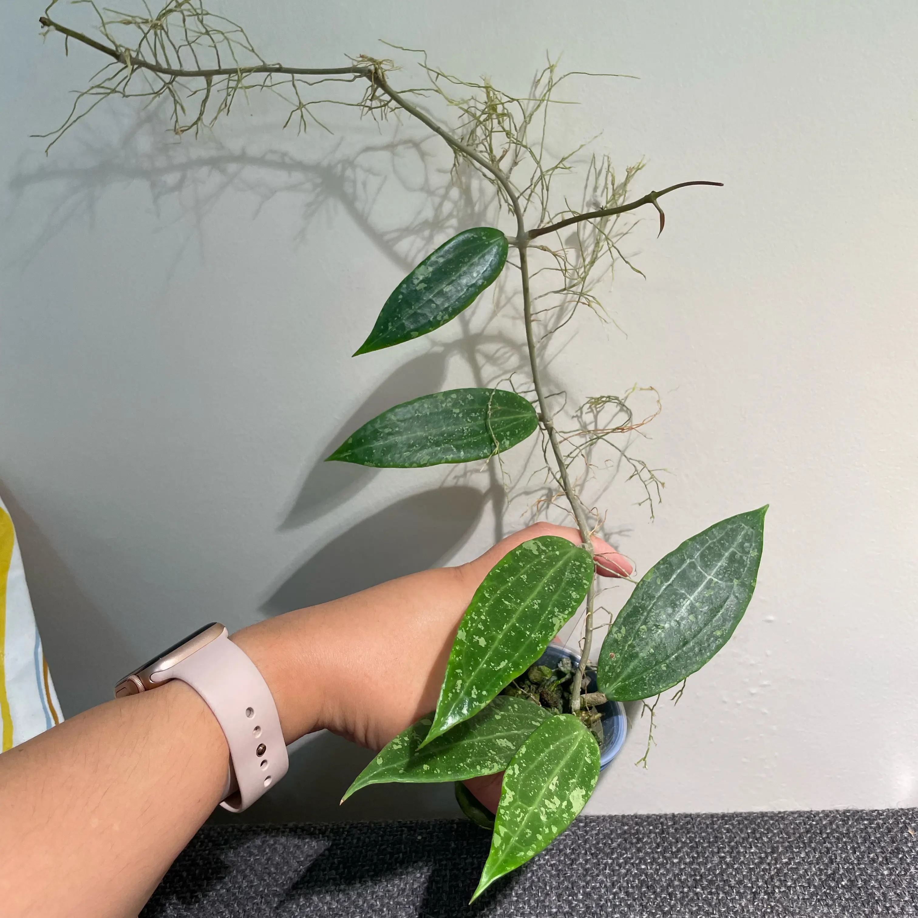 How to Care for Hoya sp. Malaysia splash: Mastering Water, Sunlight & More