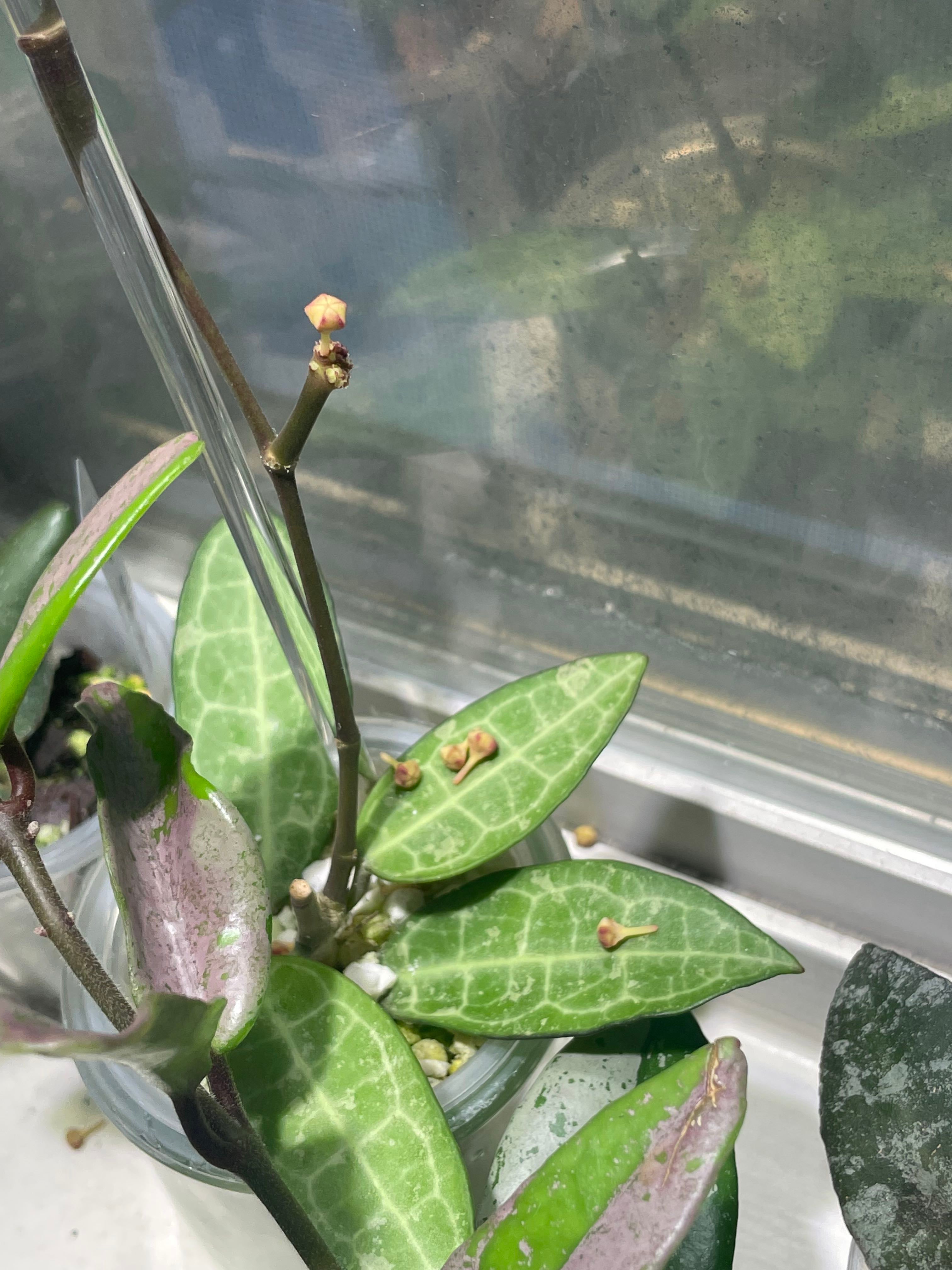 Signs Your Hoya elliptica Has Root Rot and How to Fix It 💧