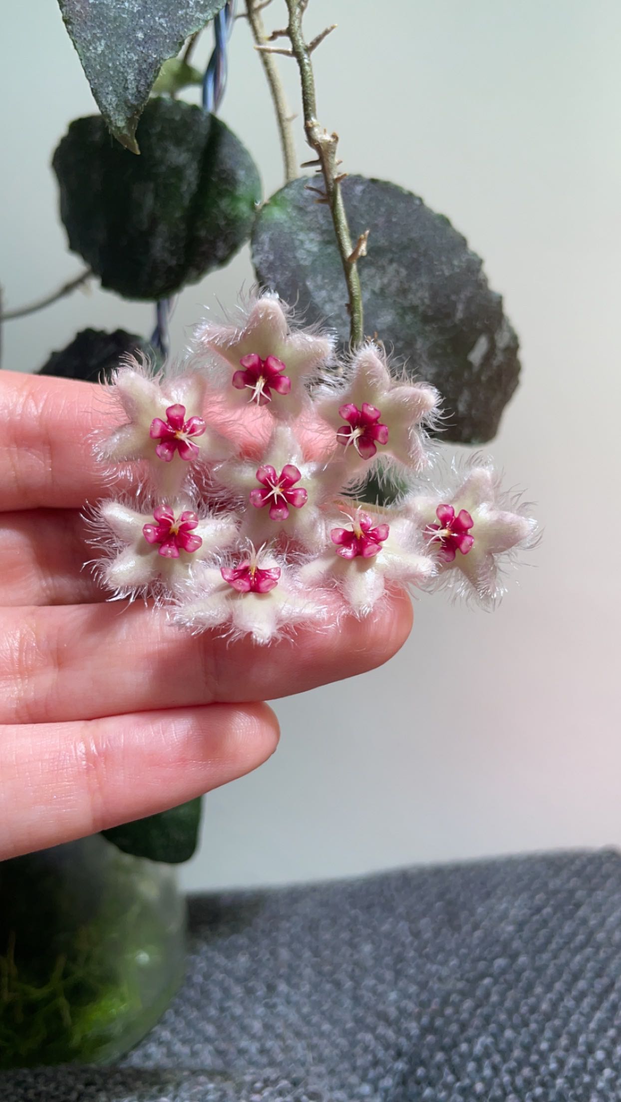 8 Awesome Types Of Hoya Wayetii 'variegata'