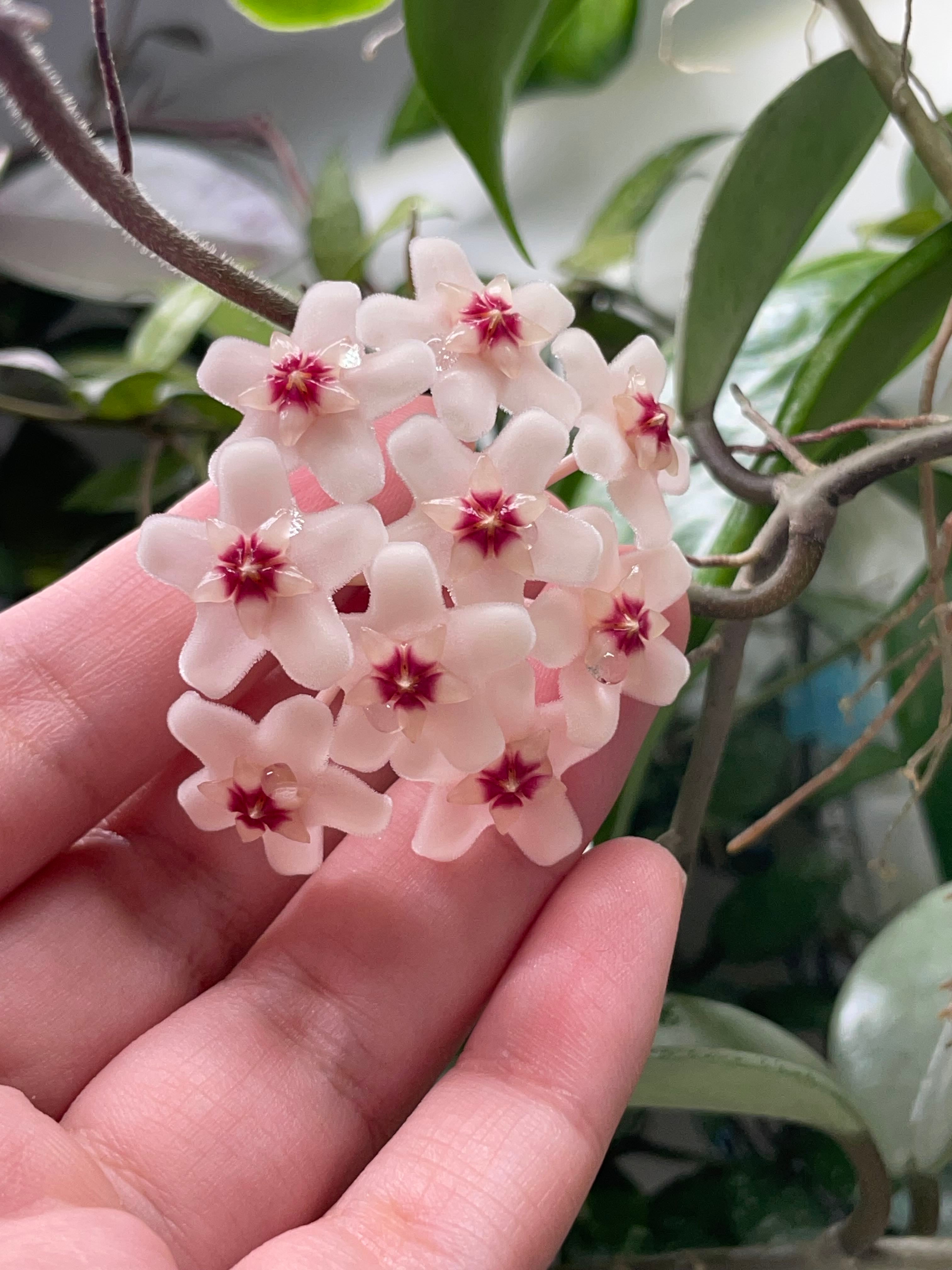 The Complete Hoya 'Chouke' Plant Care Guide: Water, Light & Beyond