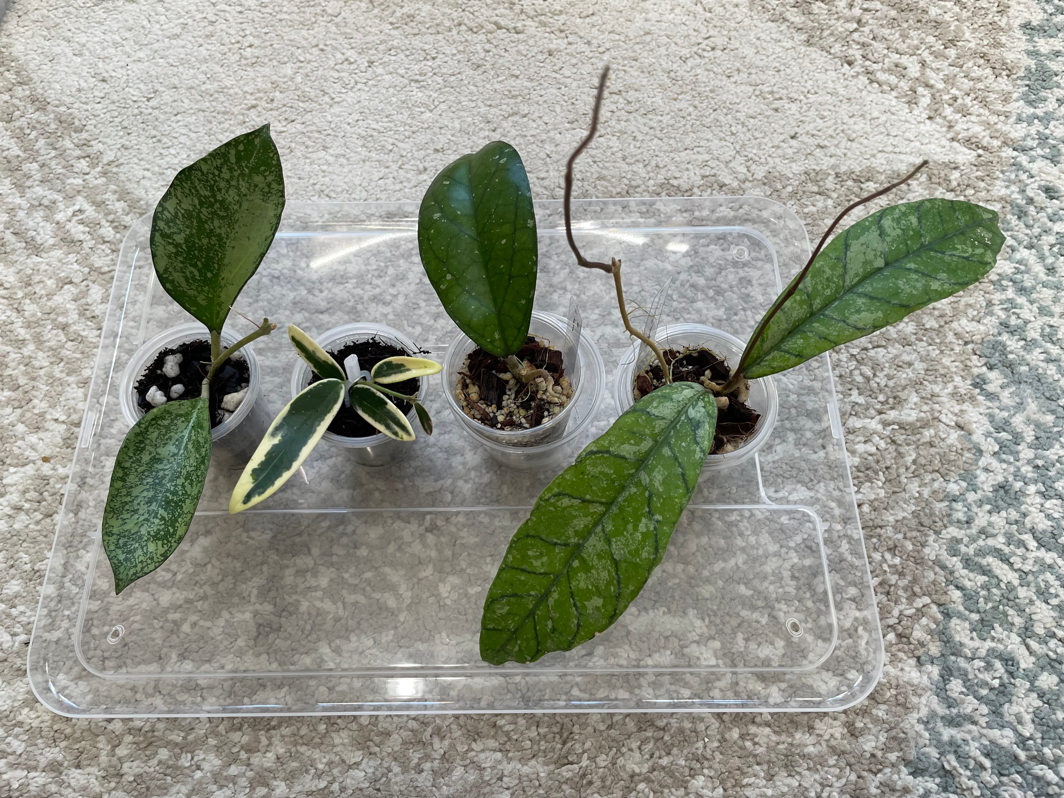 Hoya multiflora 'Variegata' - Fertilizing 101