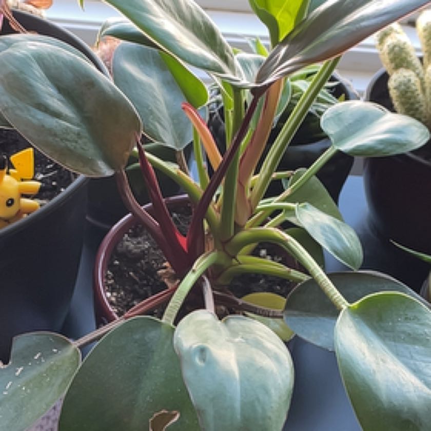 Personalized Philodendron Little Apple Care: Water, Light, Nutrients ...