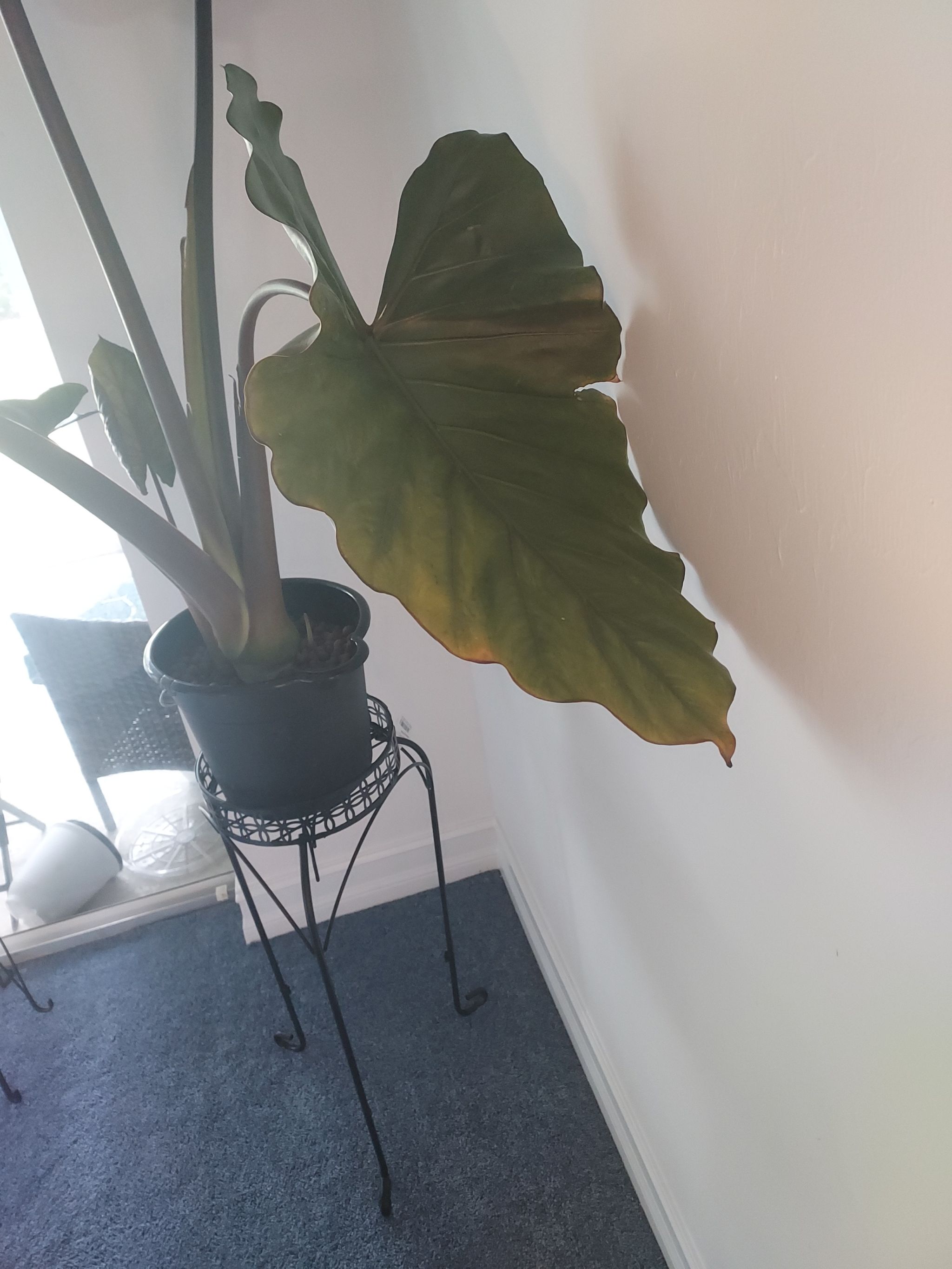 Leaf is turning yellow and drooping. It's planted in LEC...